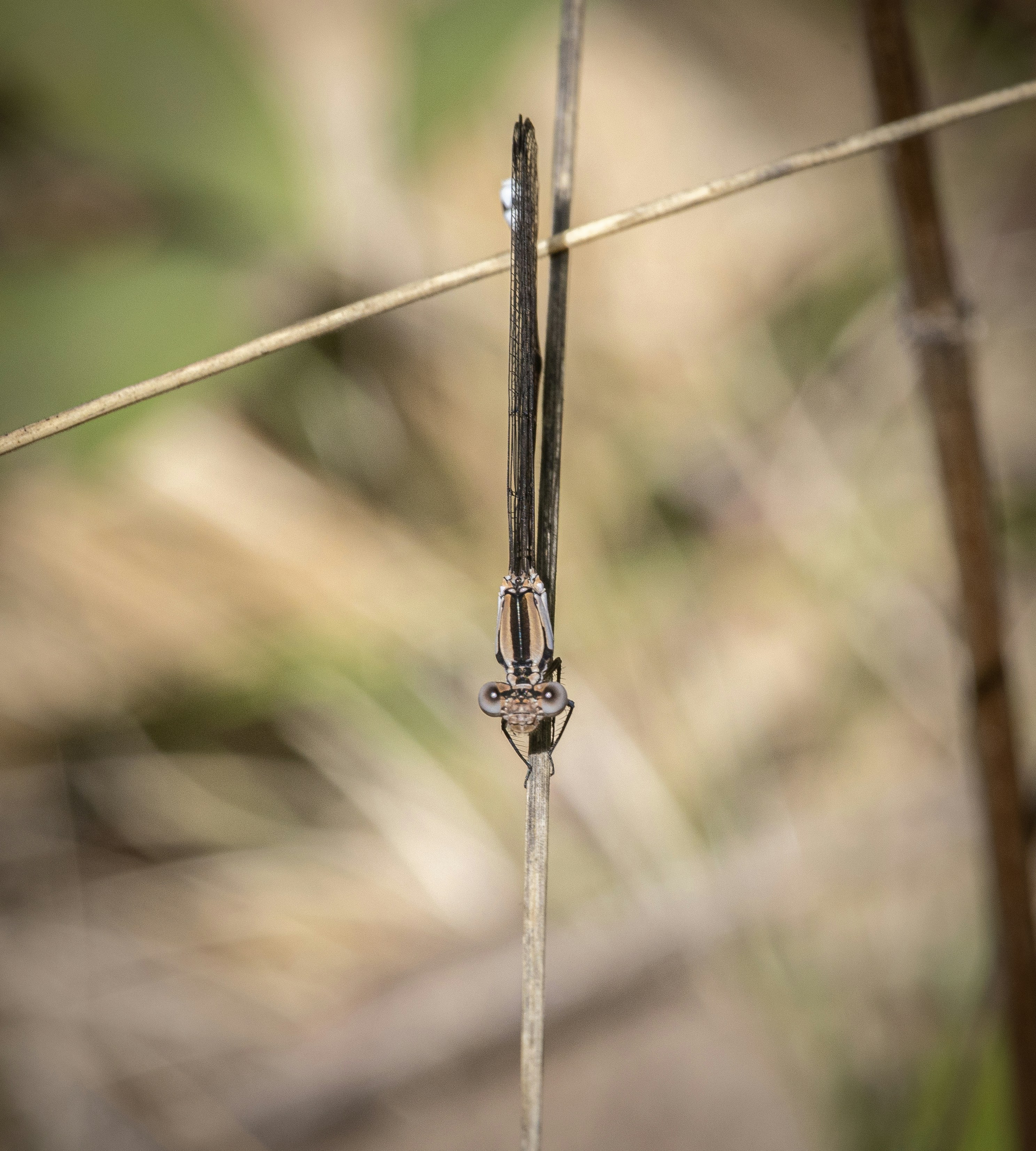 Nature's Delicate Acrobat: A Dragonfly's Perch