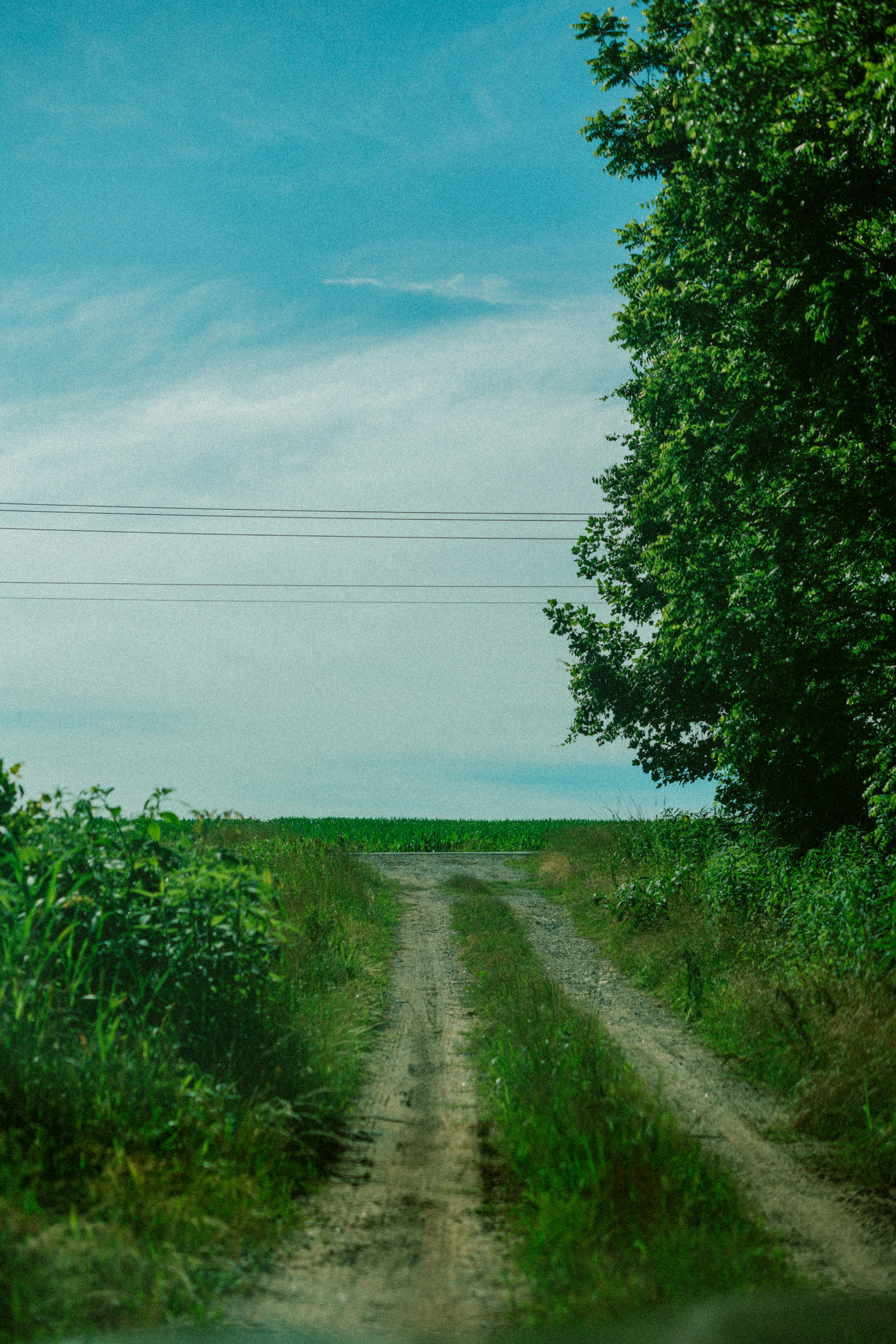 Dusty dirt road meandering through lush greenery under a clear blue sky. Power lines stretch across the horizon.