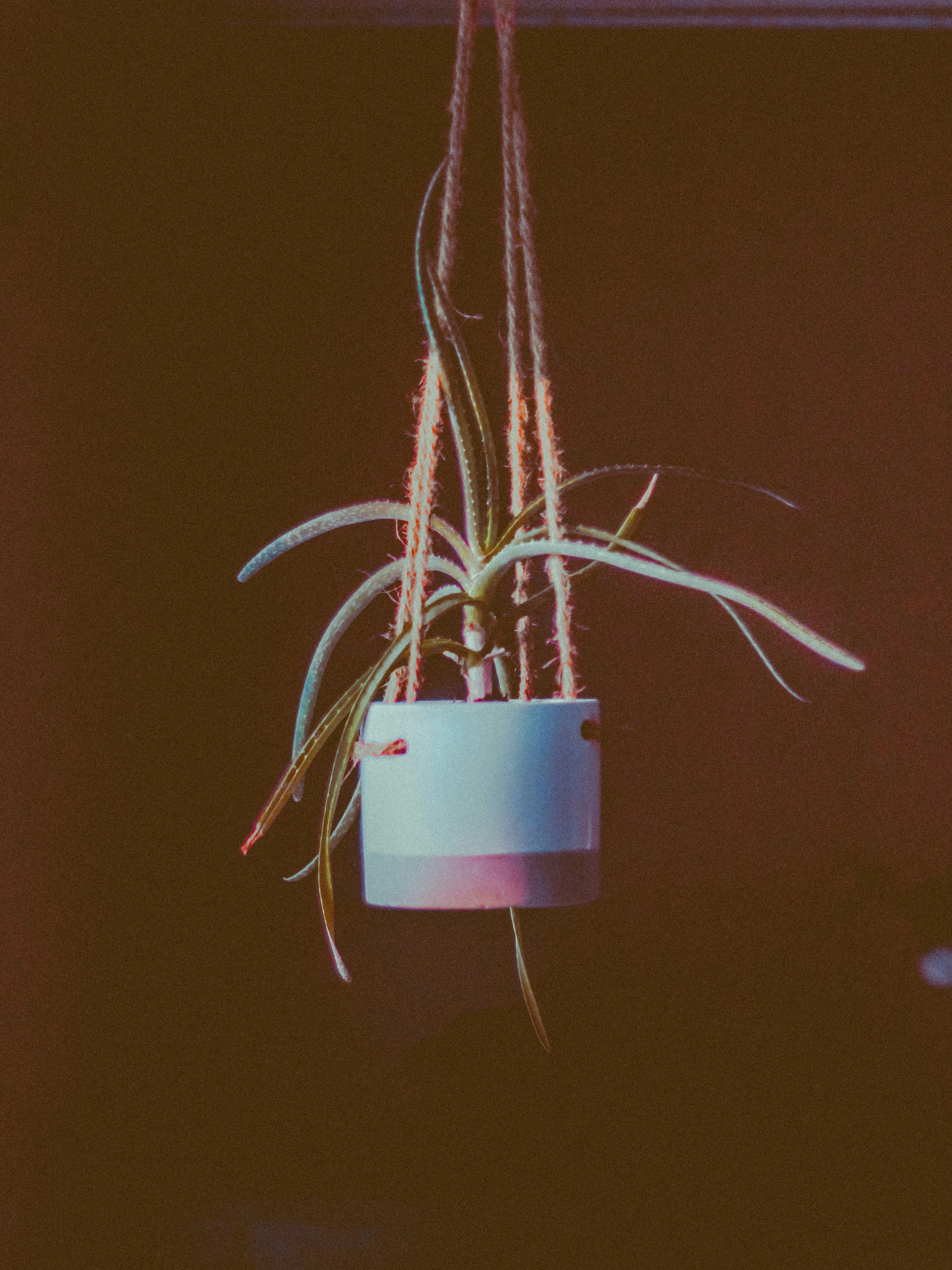 Suspended Serenity: A Plant's Embrace