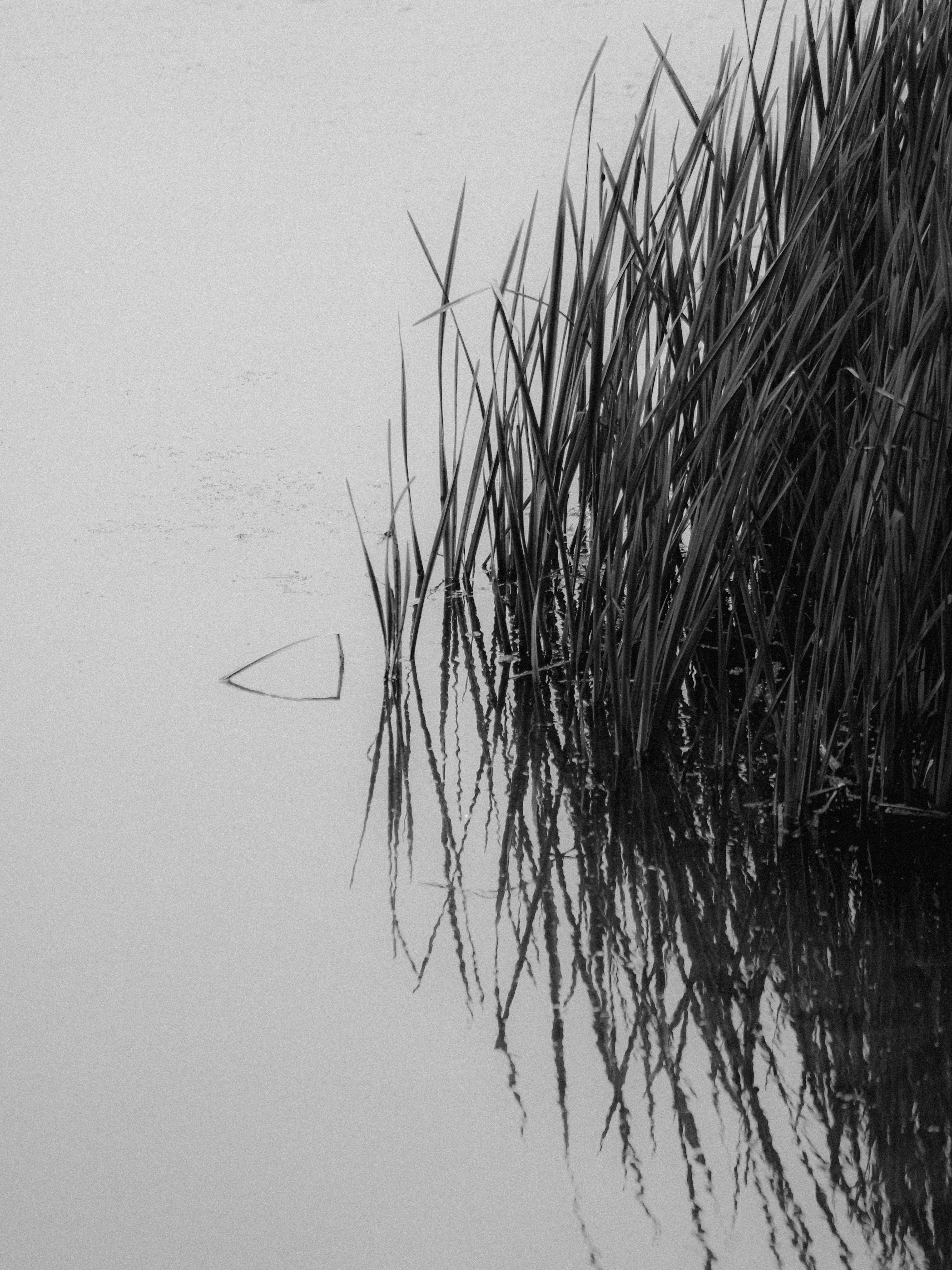 Whispers of Stillness: A Reflection in Monochrome