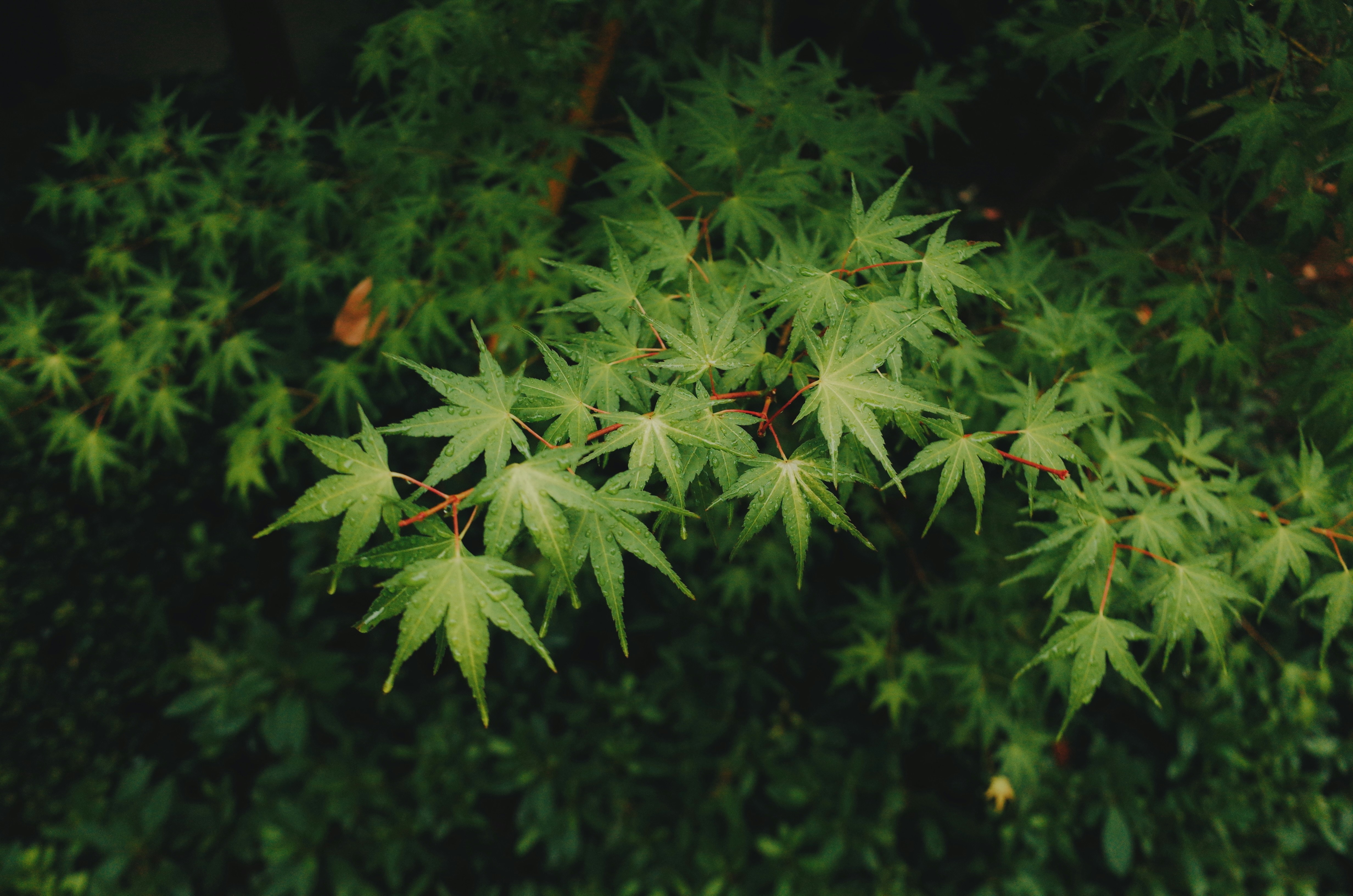 Delicate green maple leaves cascading from a branch, showcasing intricate shapes and vibrant hues. A serene display of nature's artistry.