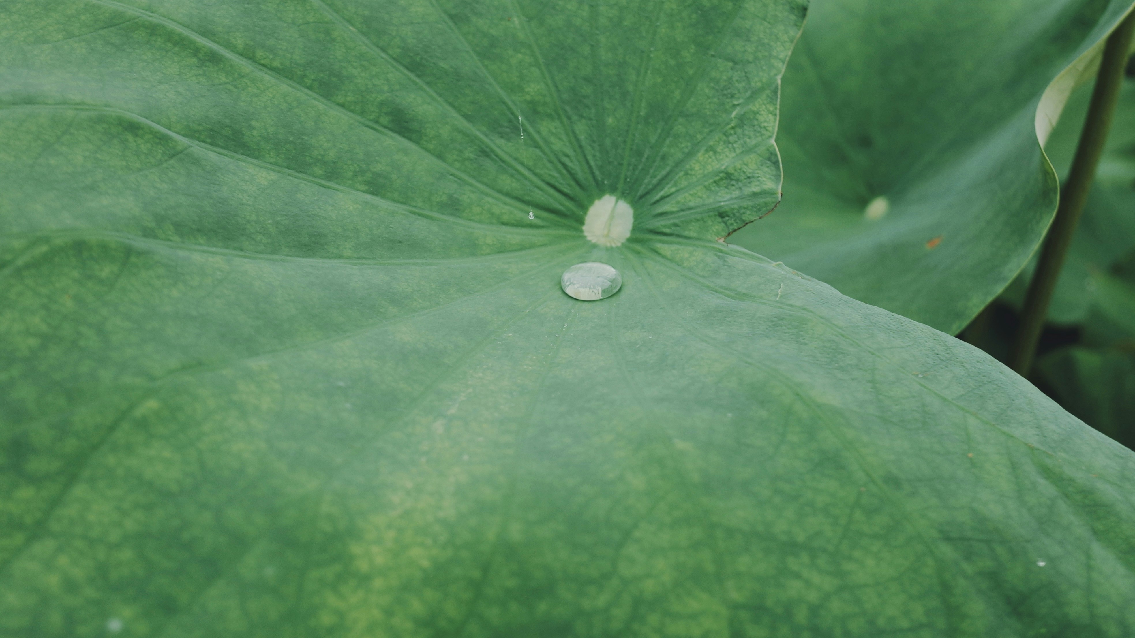 Nature's Gem: The Reflection of Serenity