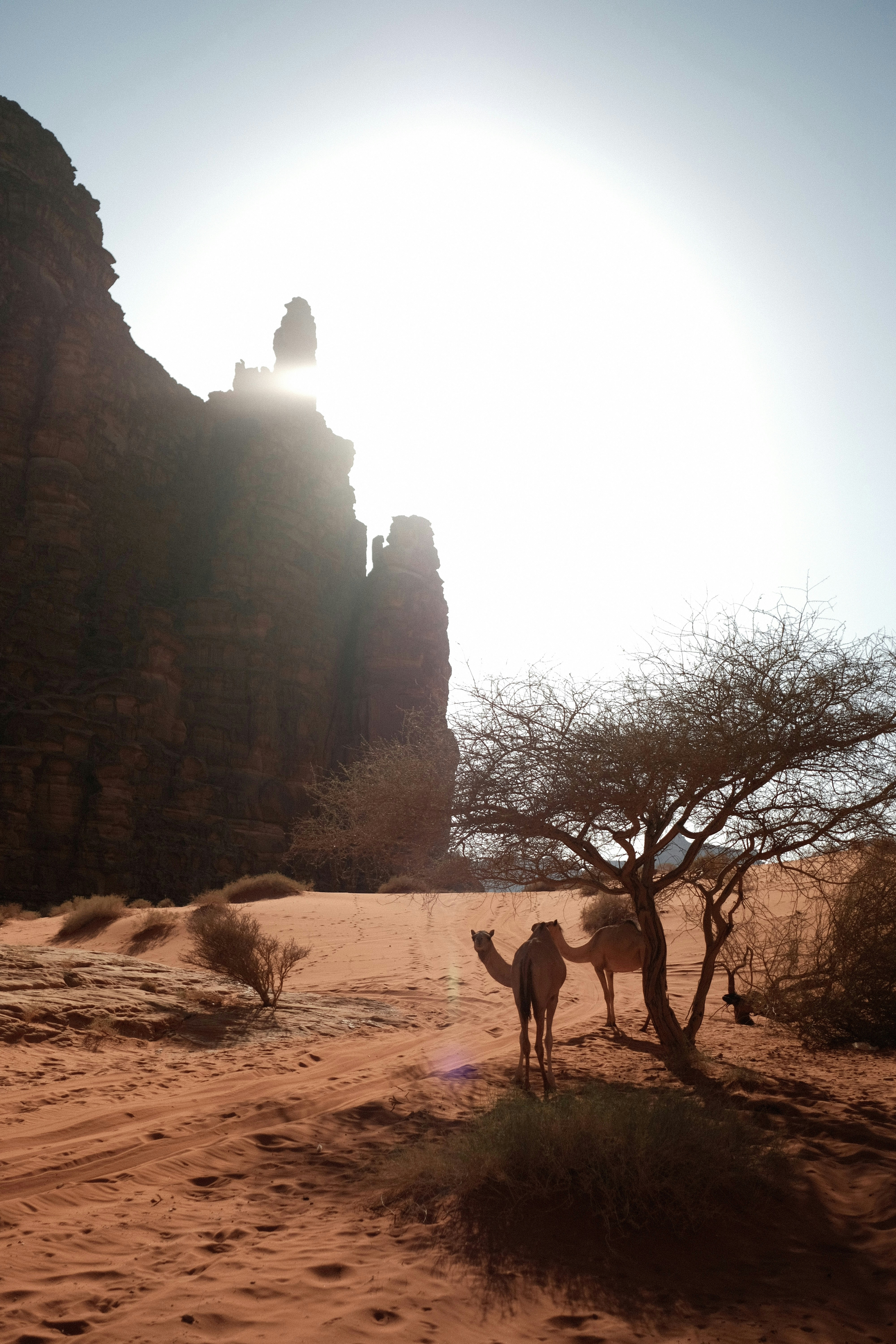 Desert Sentinels: Camels Beneath the Sun's Embrace