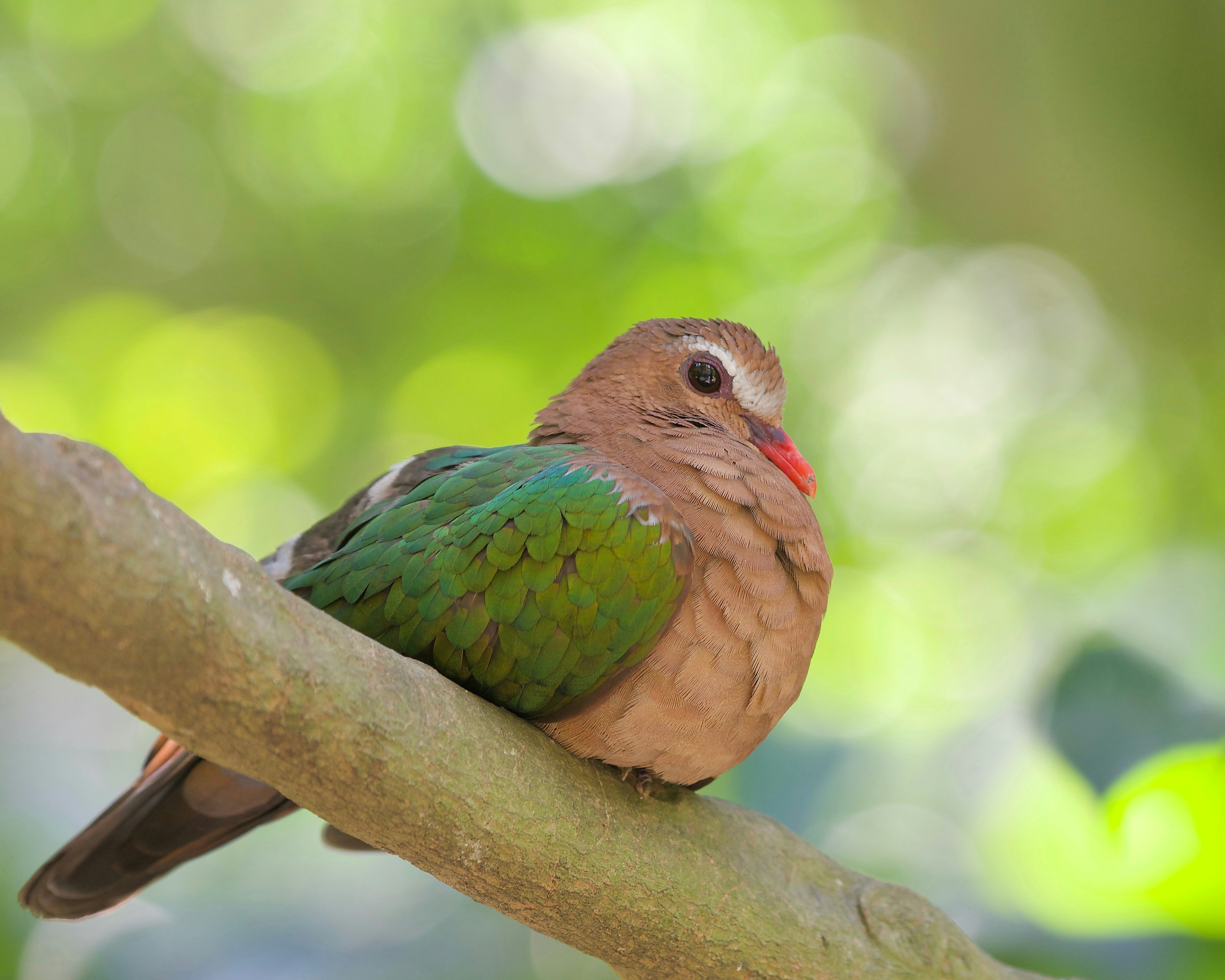 Emerald Backed Percher on a Sunlit Branch