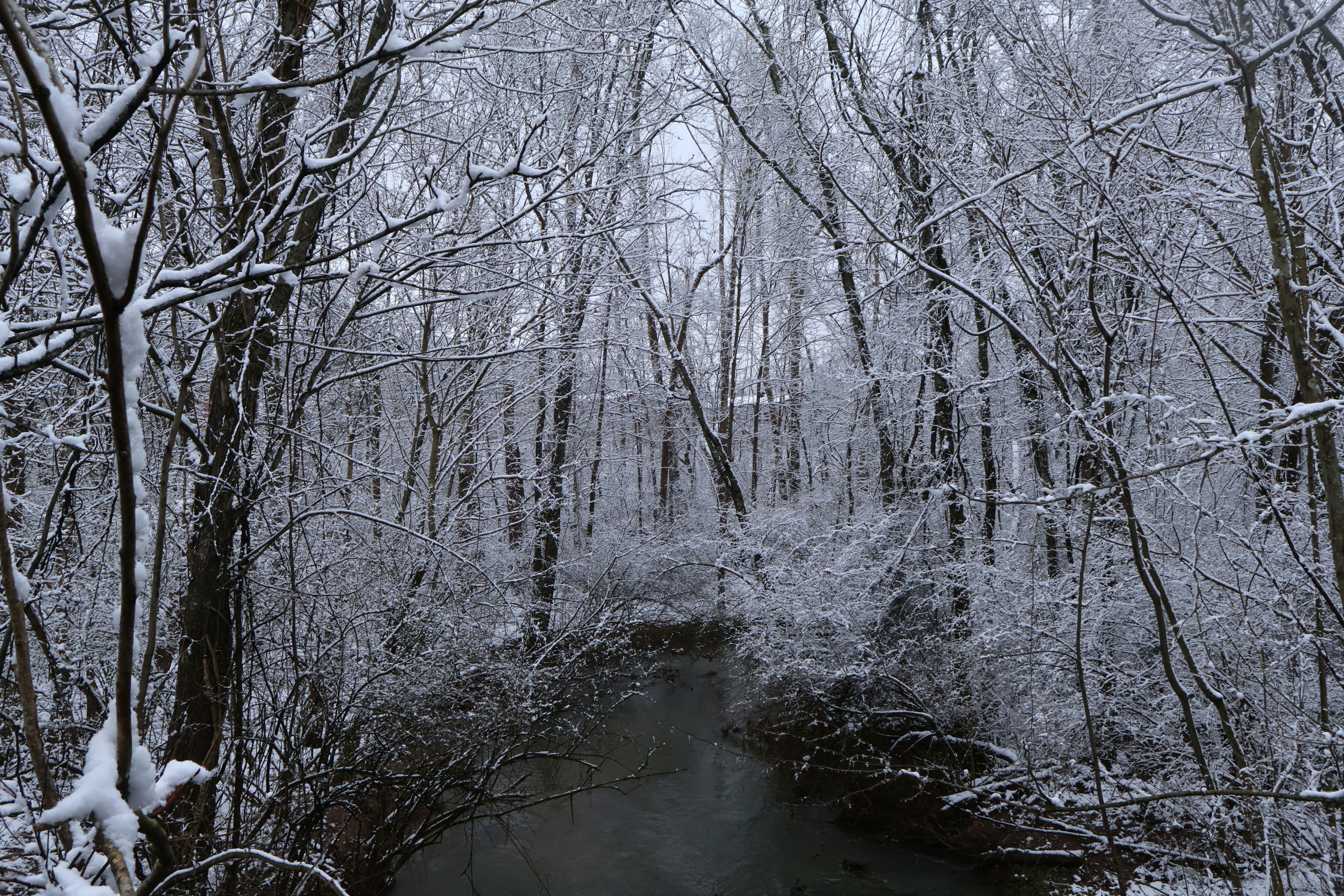 A tranquil winter scene showcasing a snow-covered forest with a gentle stream flowing through the trees. The branches are laden with fresh snow, creating a serene atmosphere.