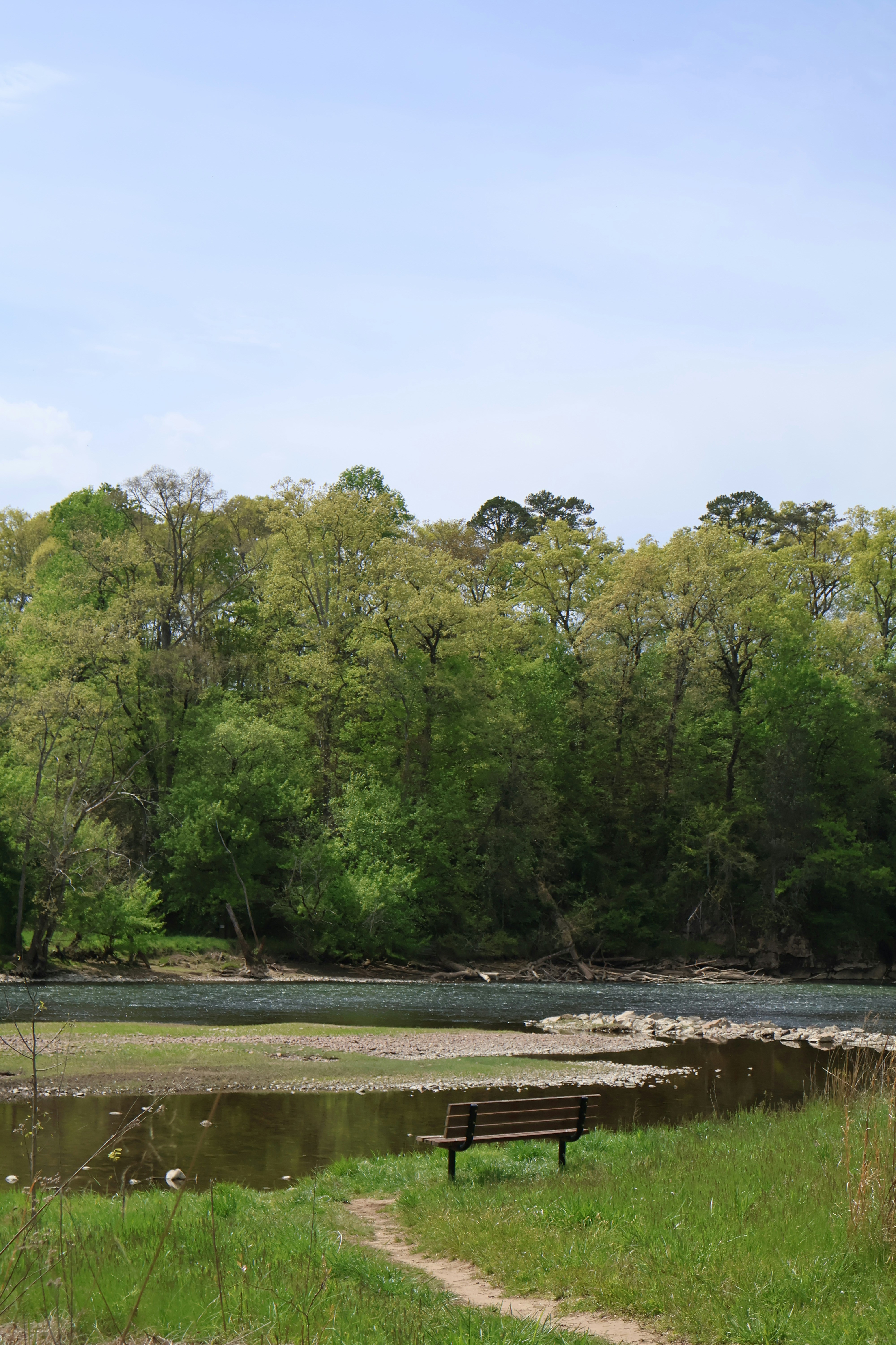 Bench at the River's Edge: Spring Light Among Tall Trees