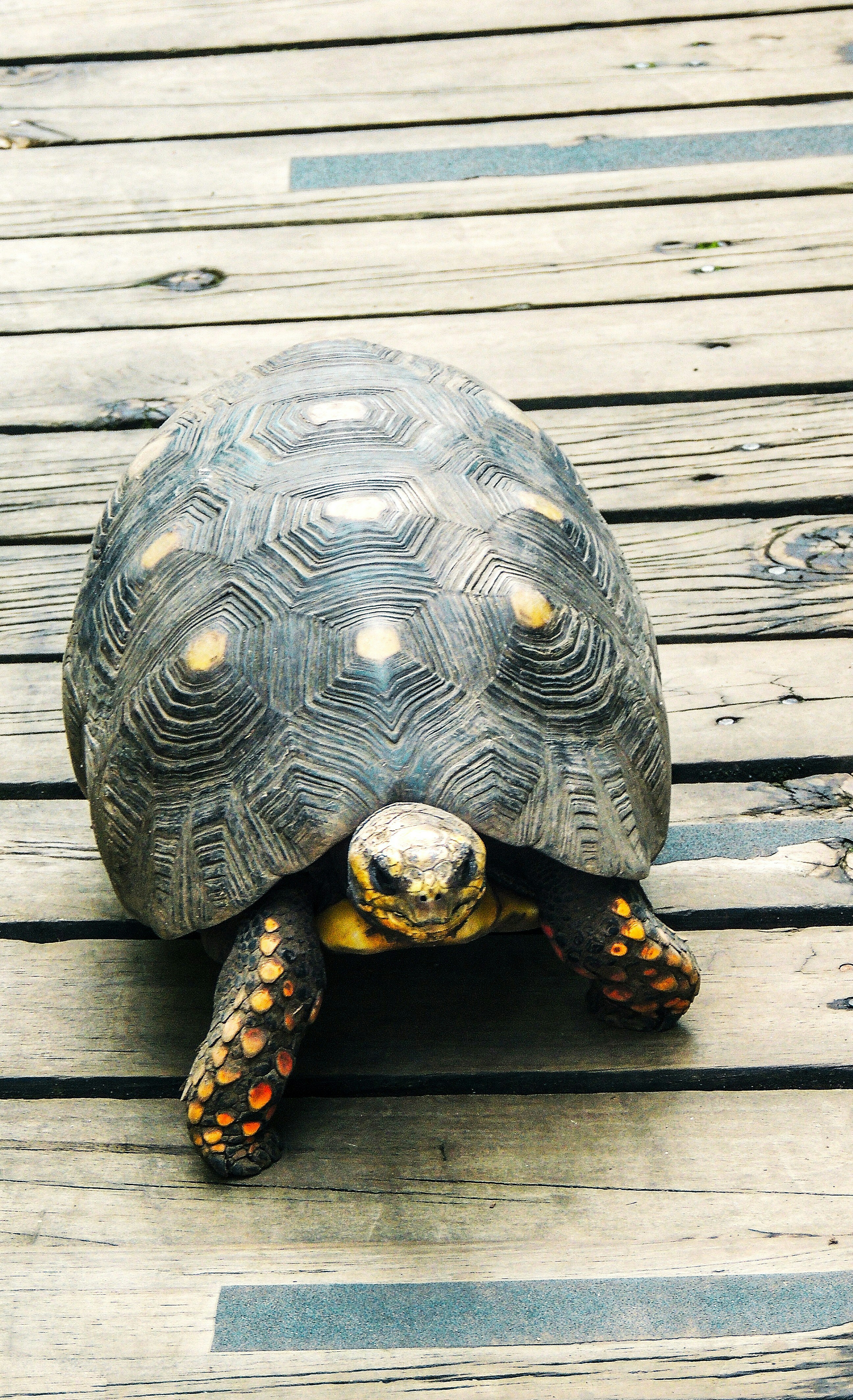 The Slow Wanderer: A Tortoise's Journey on Wooden Planks