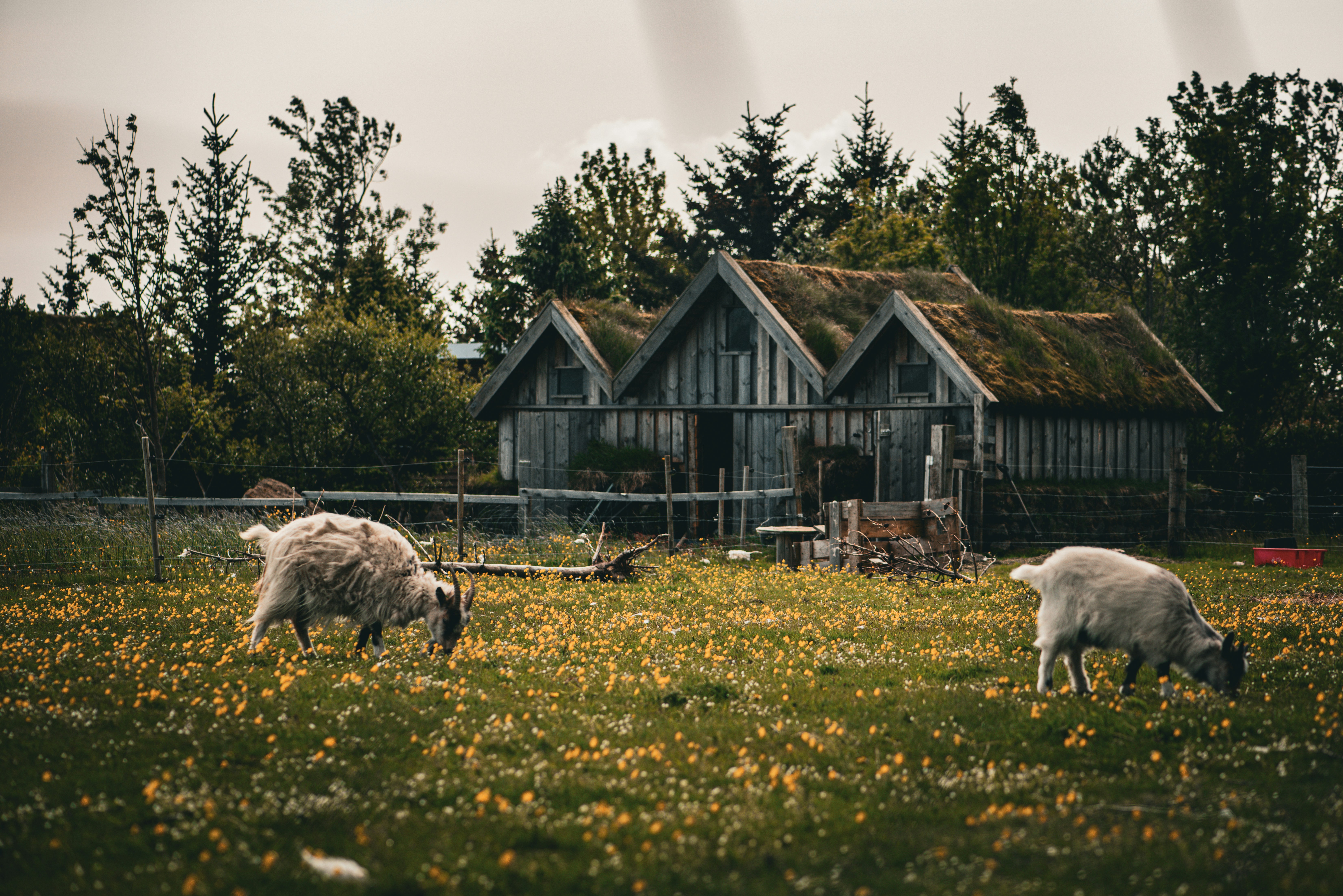 Pasture Portrait: Grazing Guardians by Weathered Cottages
