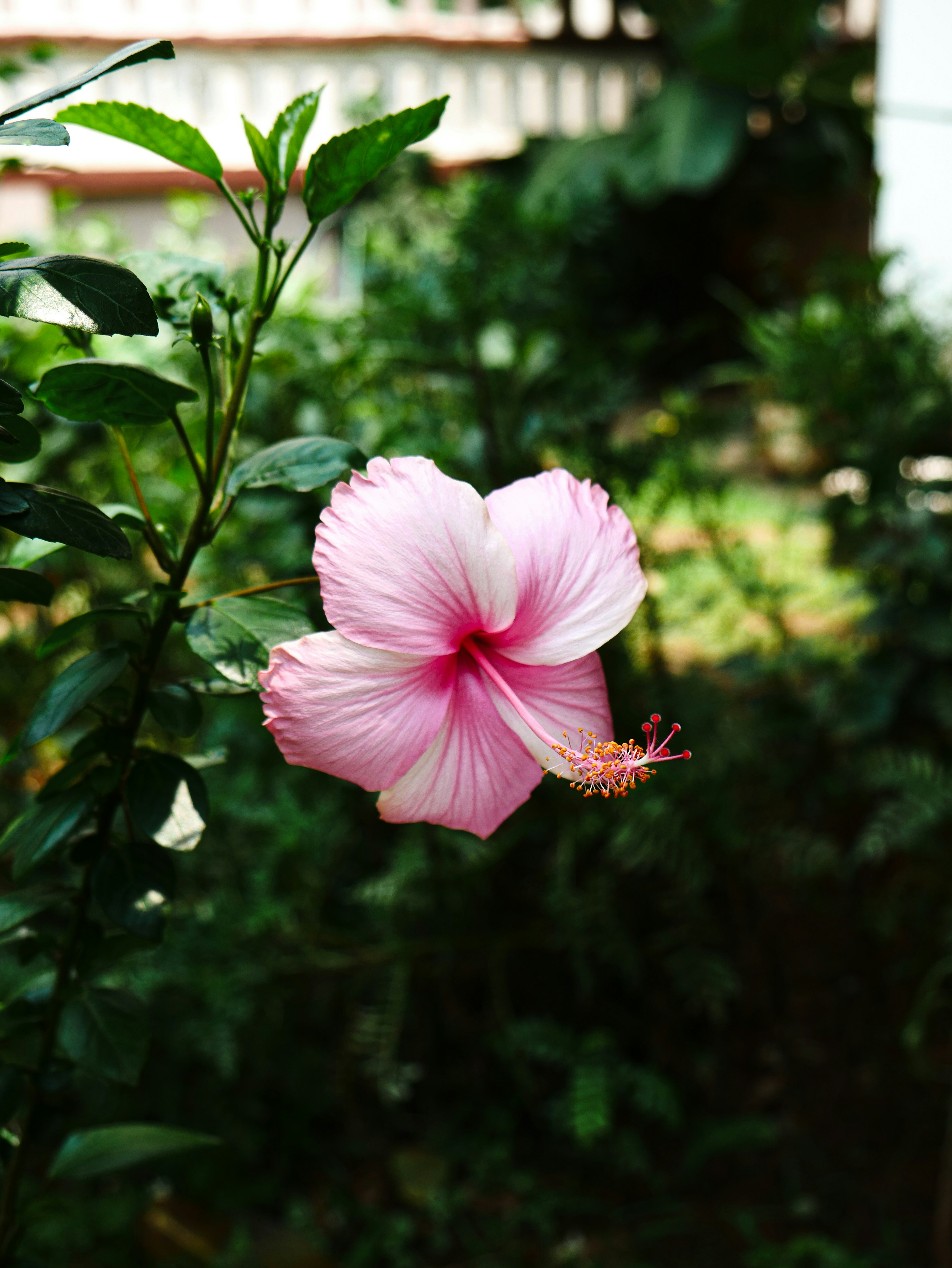 A pink hibiscus flower blooms beautifully outdoors. photo – Free ...