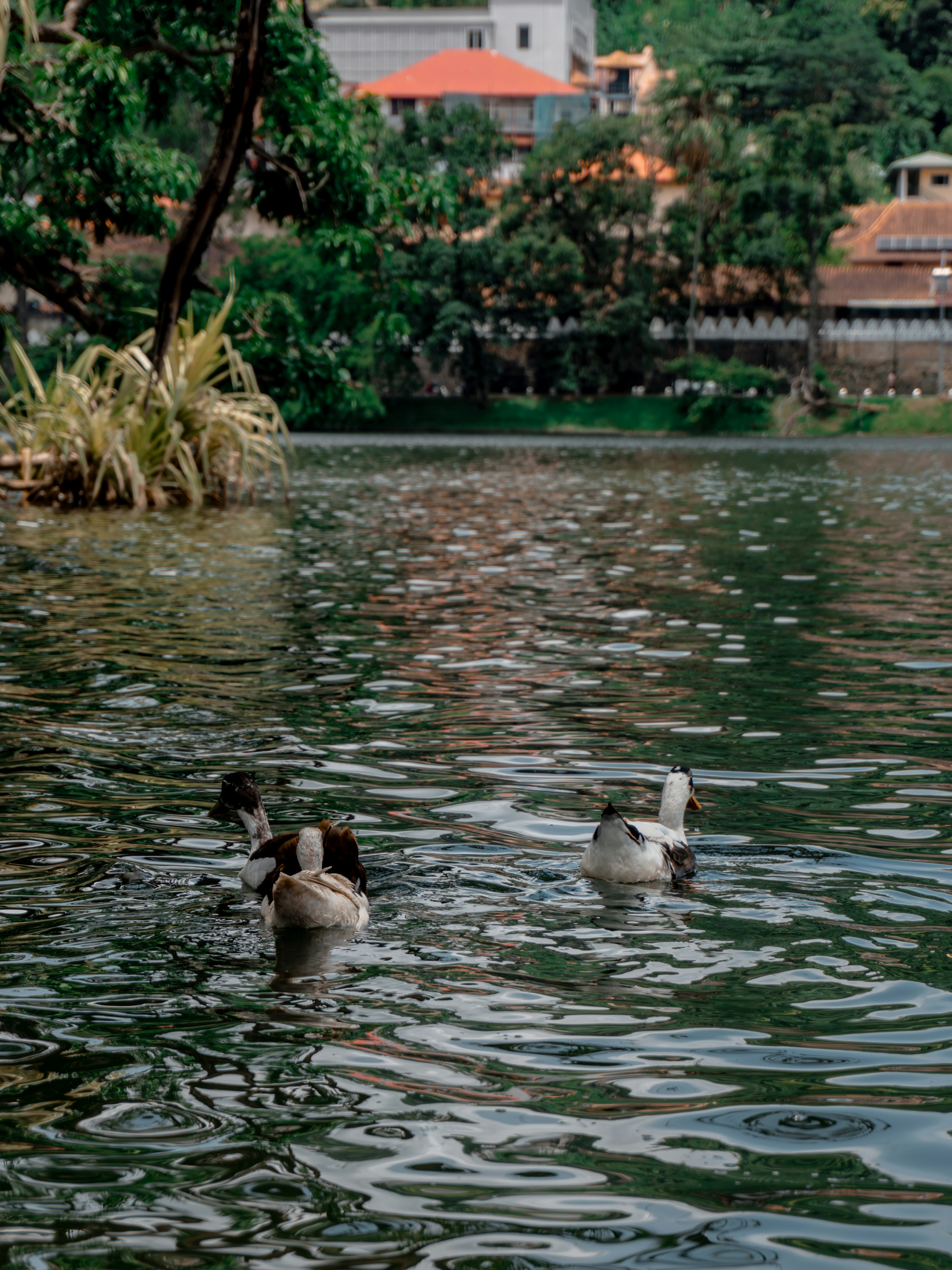 Serene Ripples of Nature