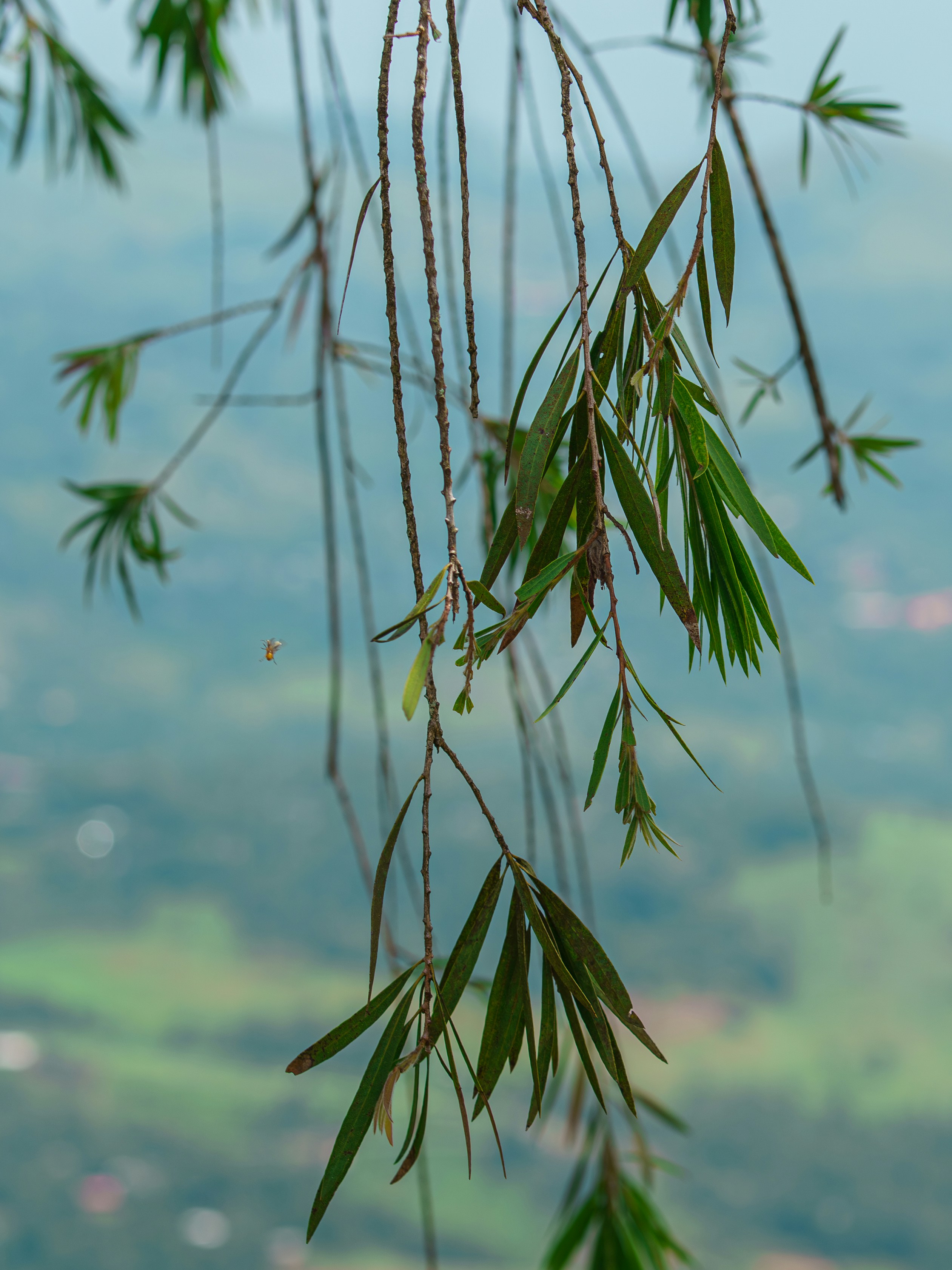 Whispers of Nature: A Leafy Embrace