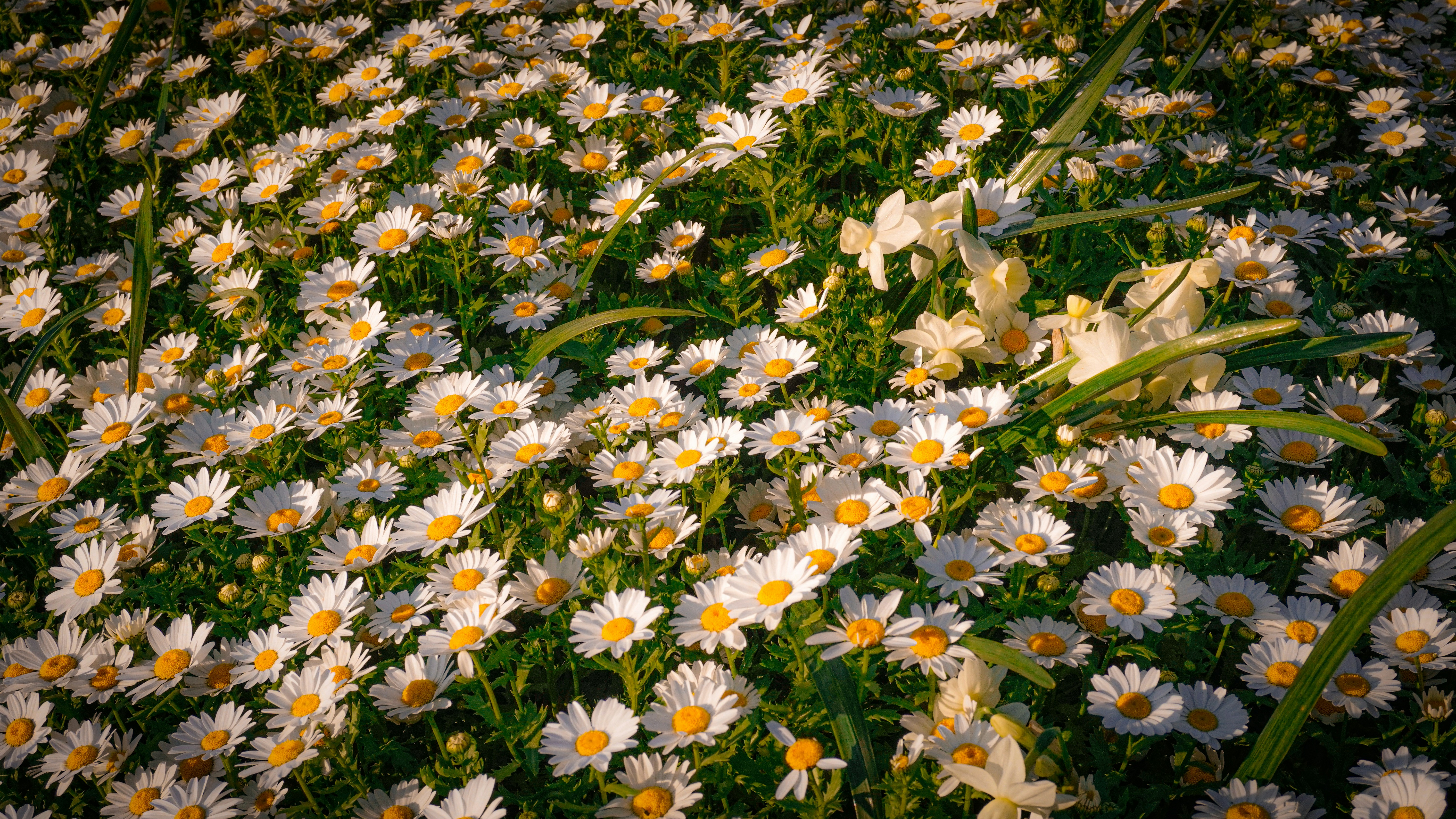 Whispers of Spring: A Floral Tapestry