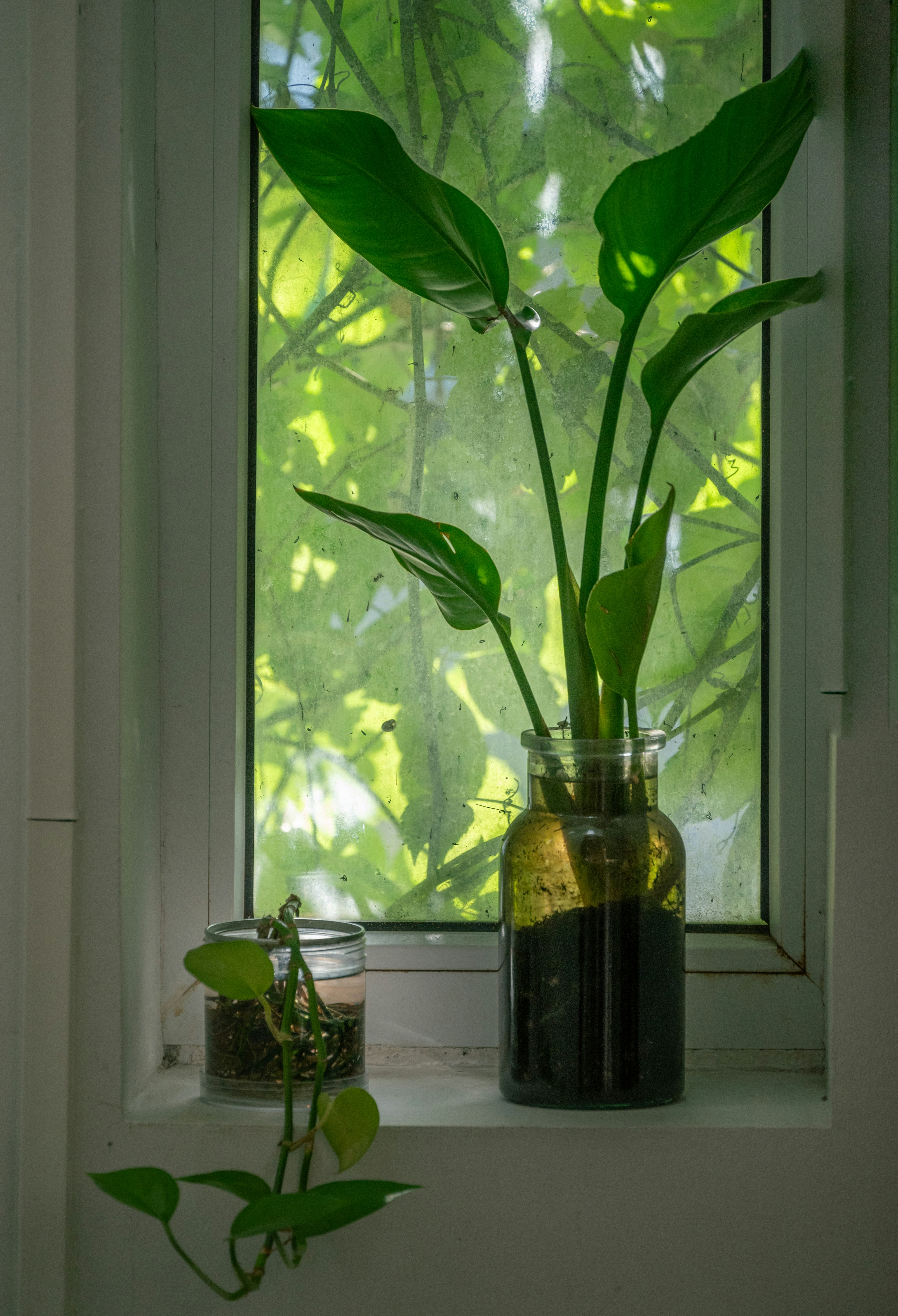 Green plants sit on a windowsill in natural light.