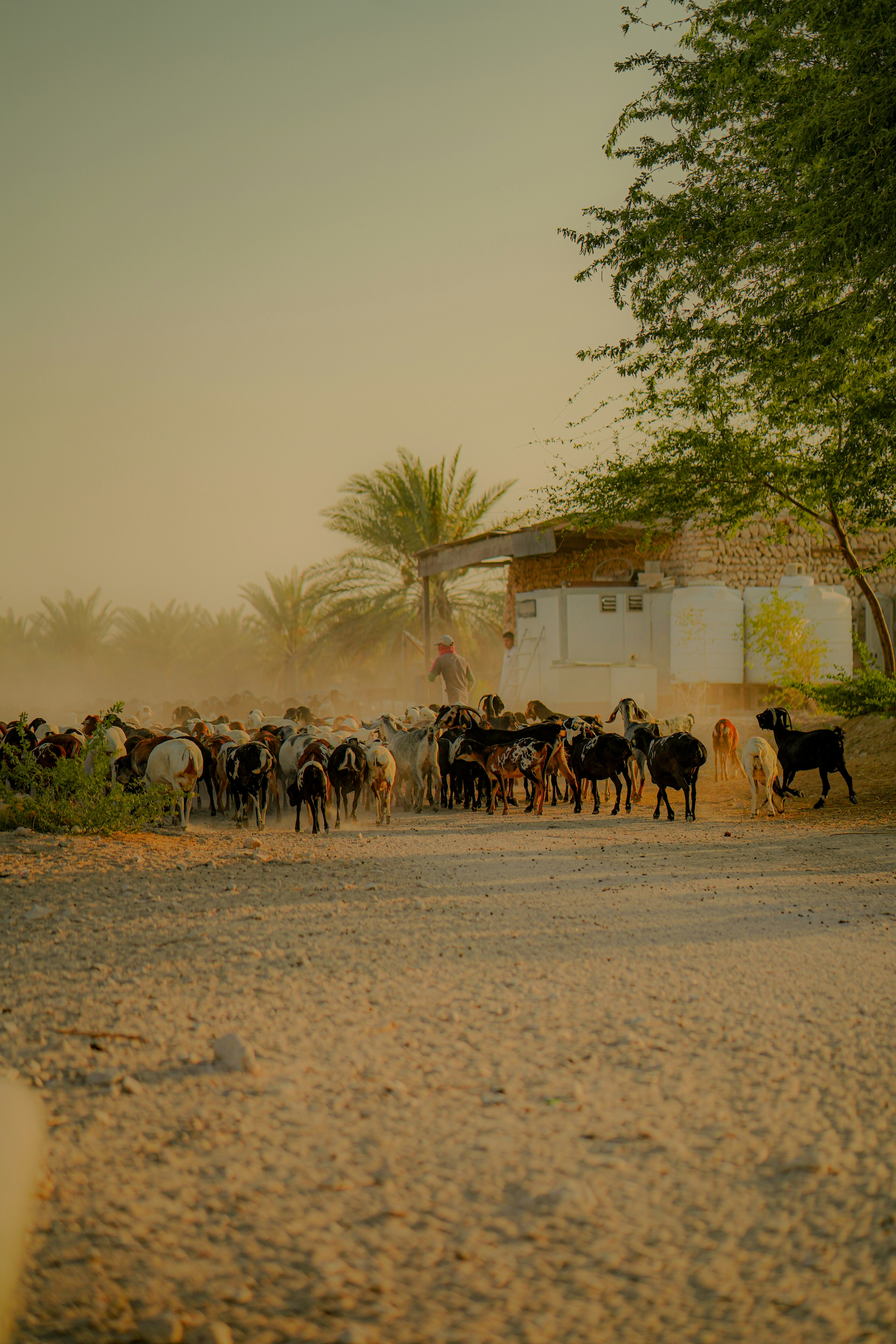 A herd of goats making their way along a dusty path, framed by lush palm trees and a rustic building in the background.