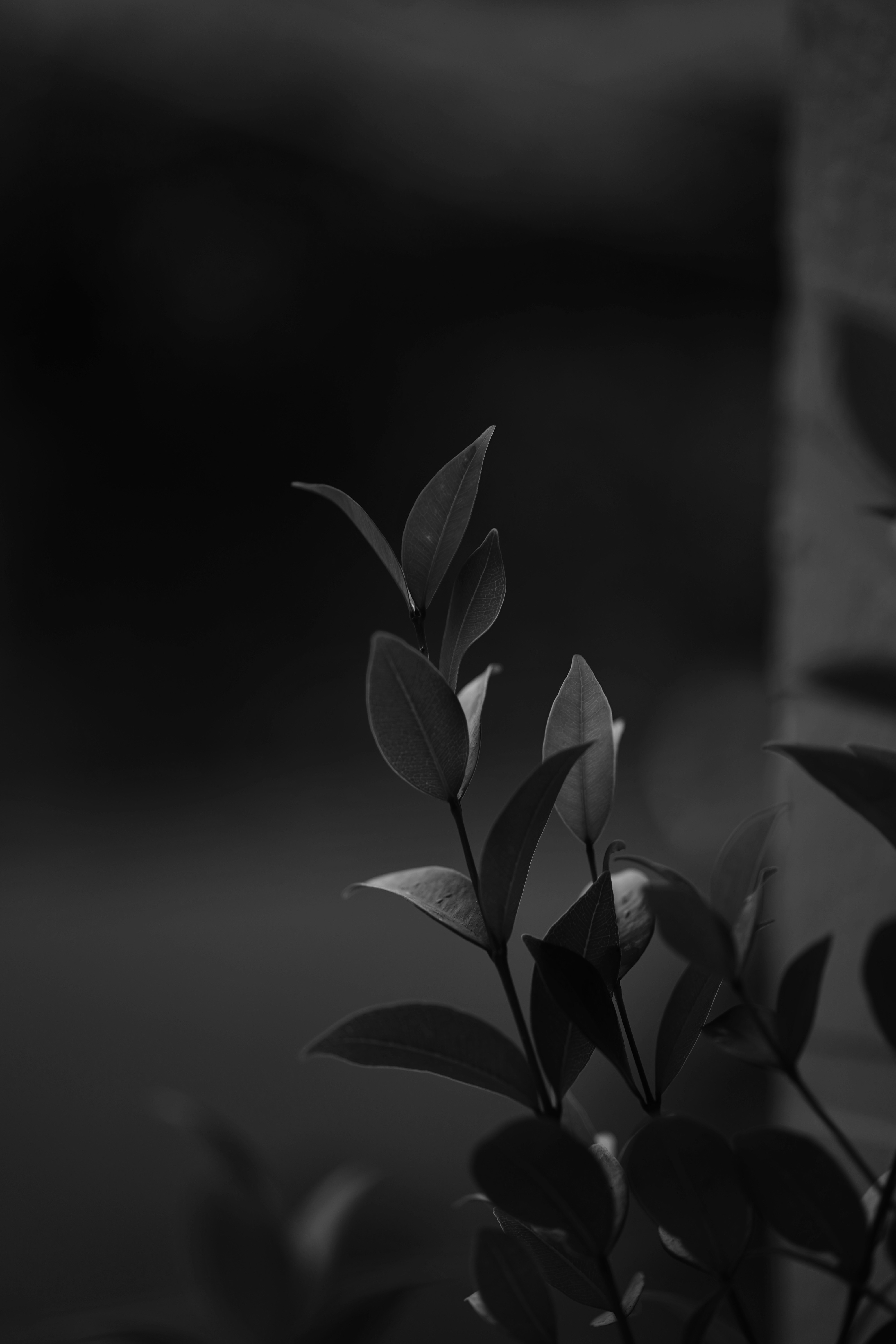… | Here is a short caption: leaves grow in a close-up, monochrome shot.
