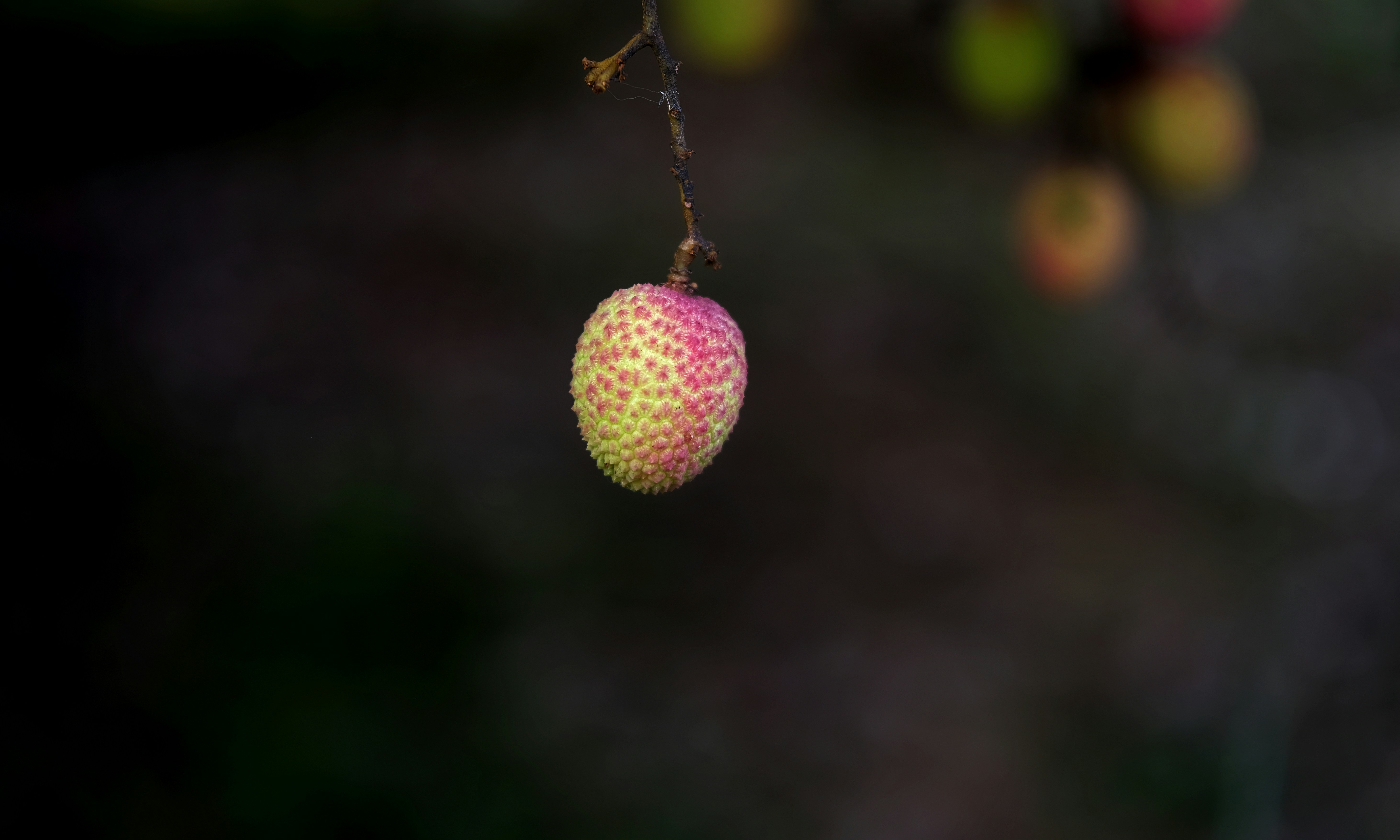 The Unfolding of Nature's Palette