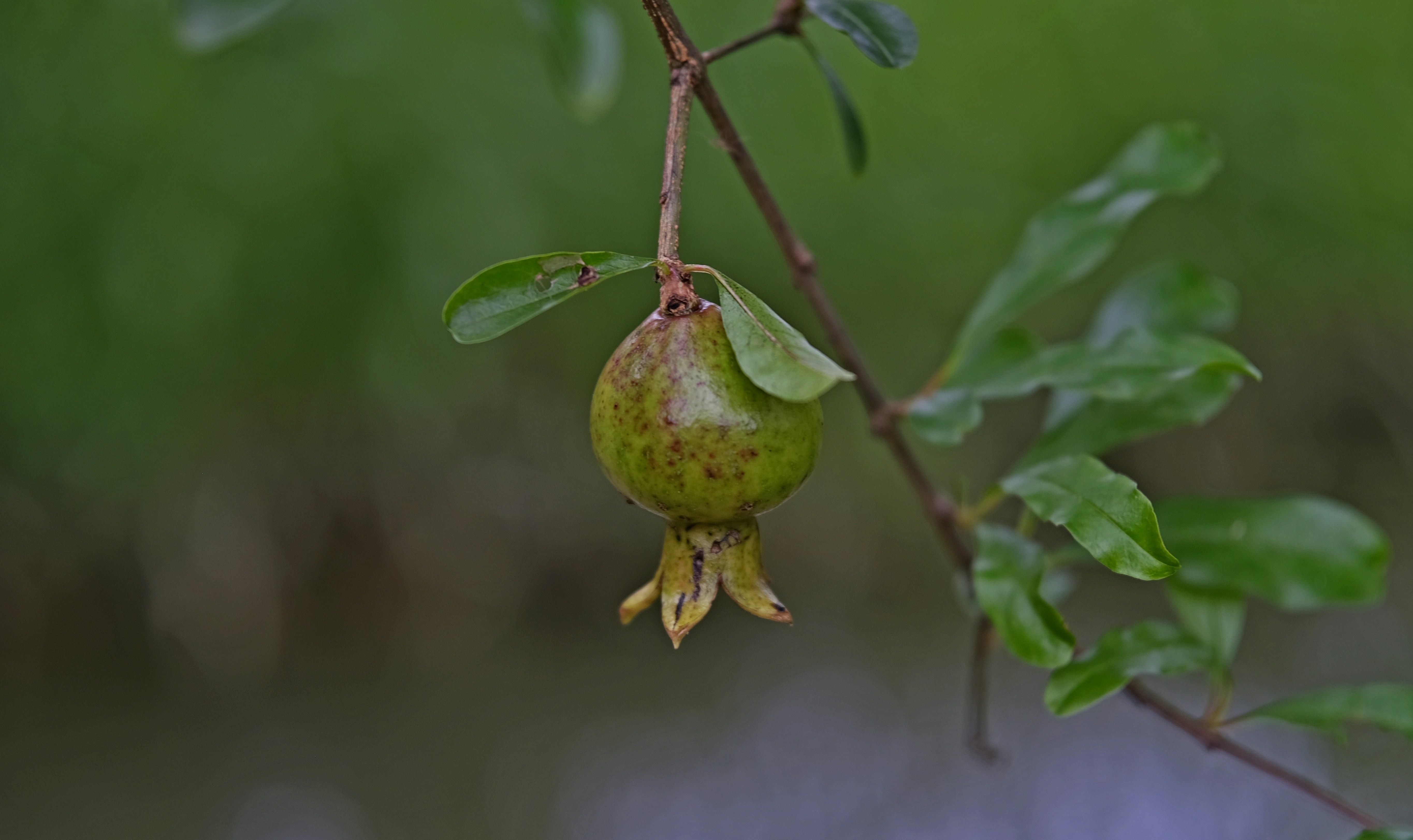 Emerging Life: The Pomegranate's Journey