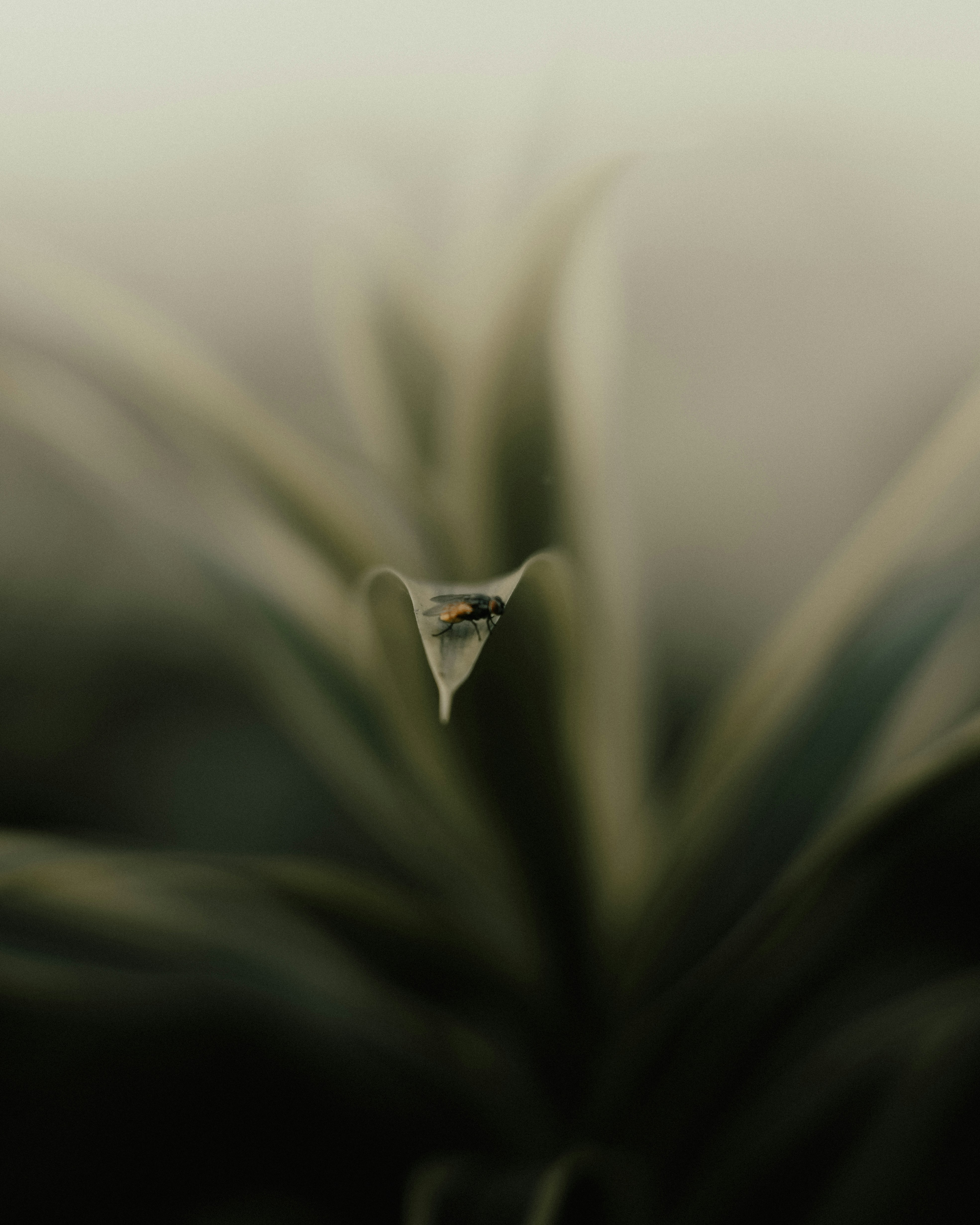 Nature's Hidden Gem: A Glimpse Through the Leaf