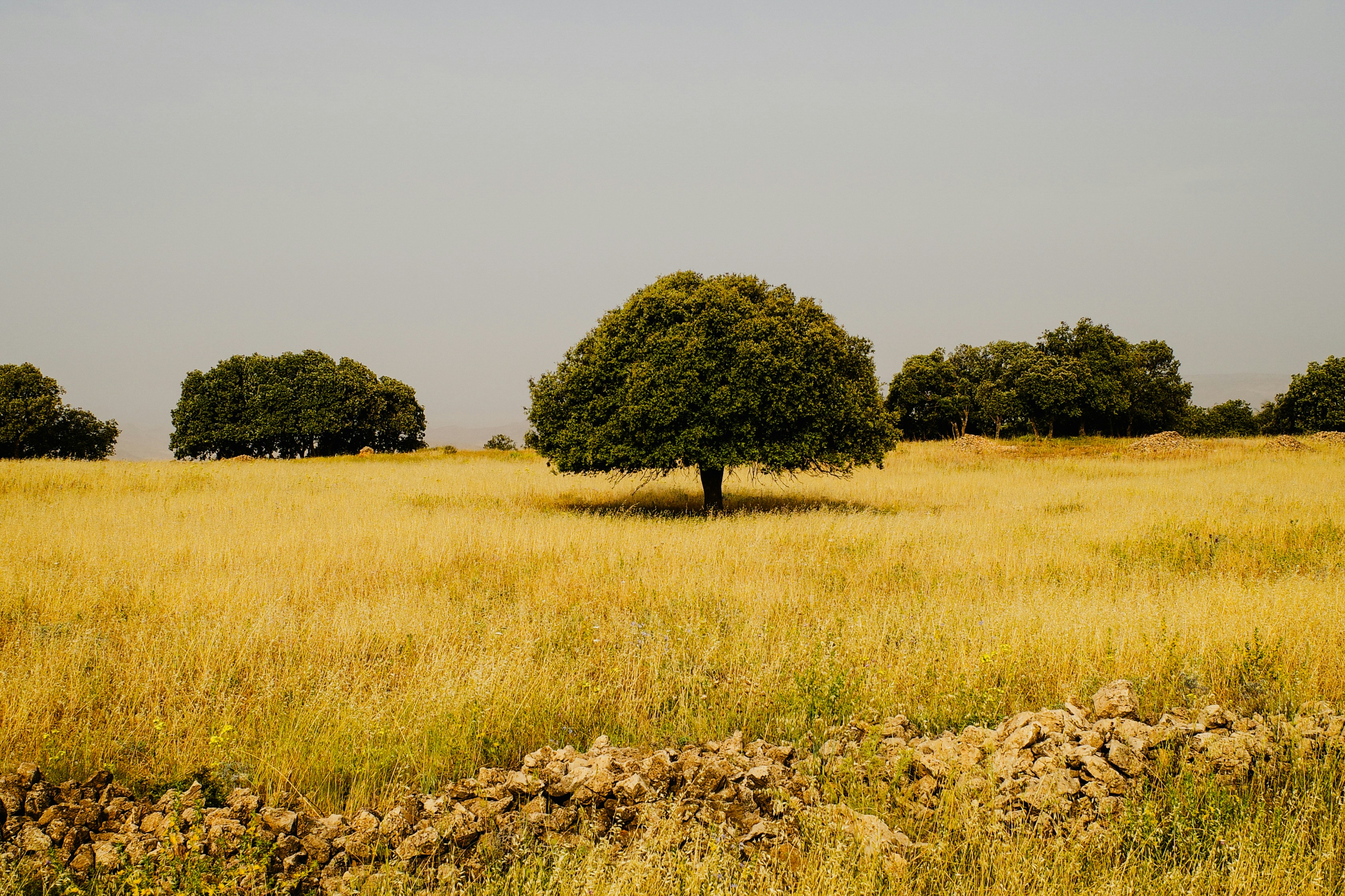 A lone tree stands majestically in a golden field, surrounded by a gentle landscape of distant trees and a rocky foreground.