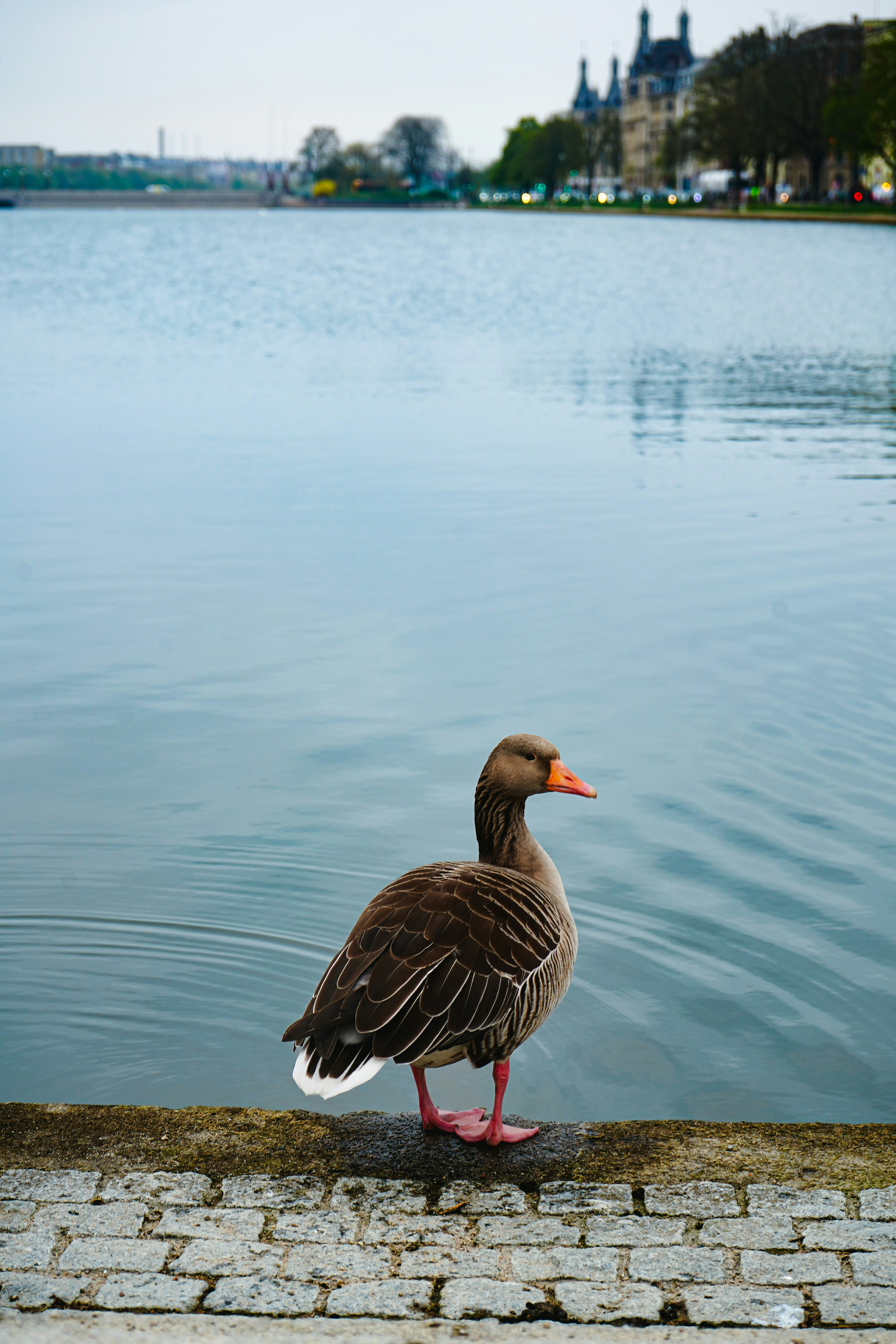 Red-Orange Beacon by the Water: A Goose at the Lake Edge
