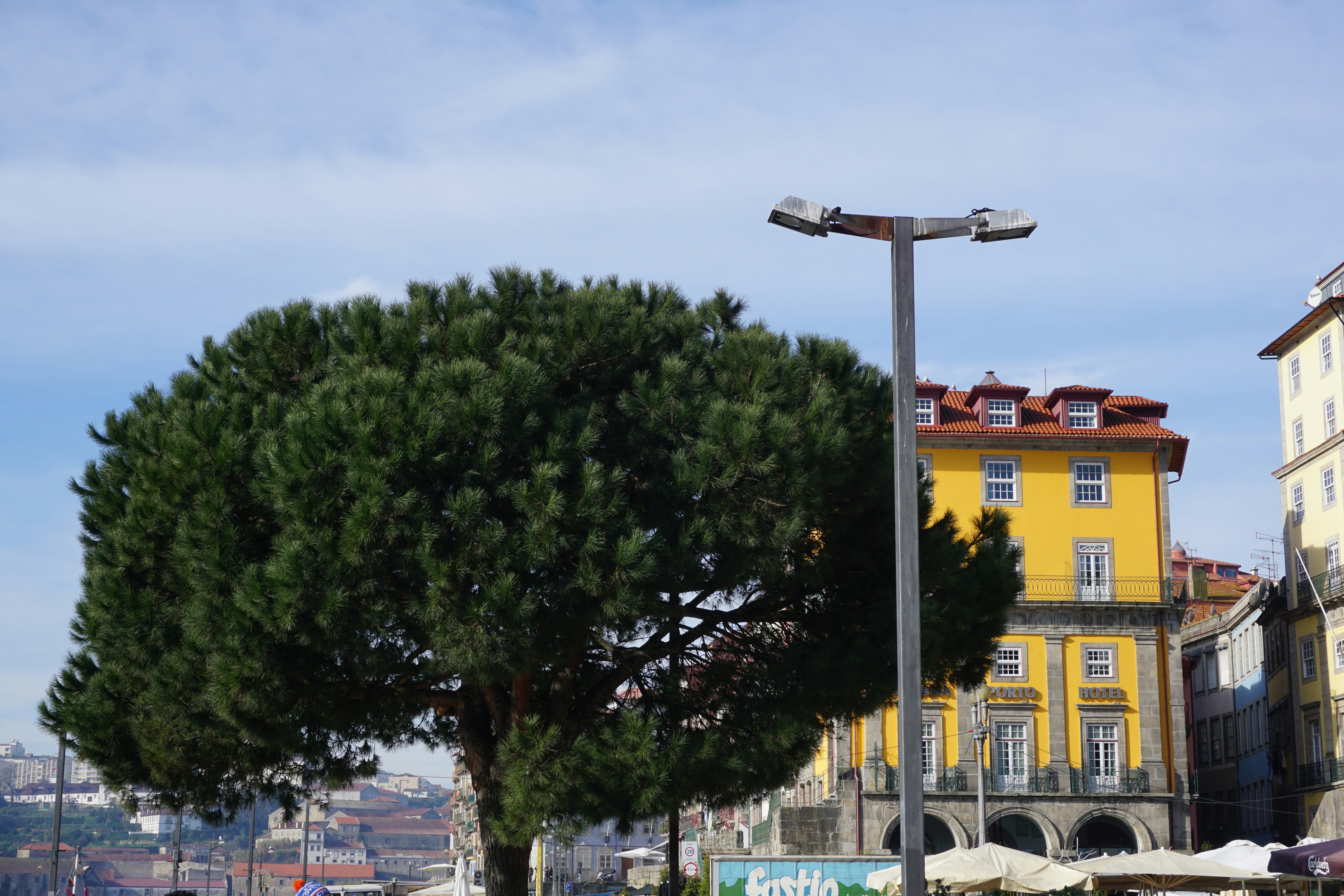 Canopy and Facades: A Sunlit Street Framed by a Giant Pine