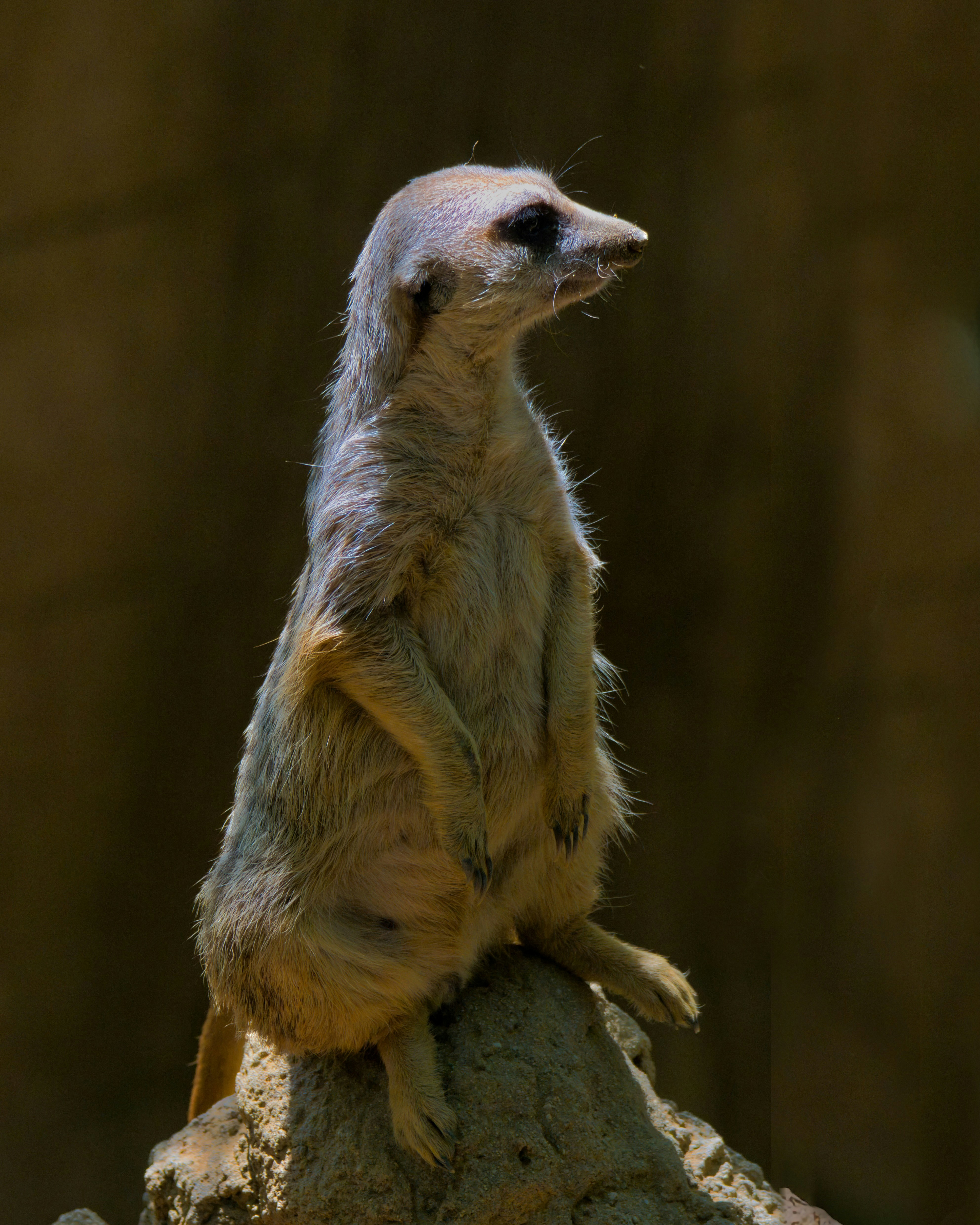 Sentinel of the Savanna