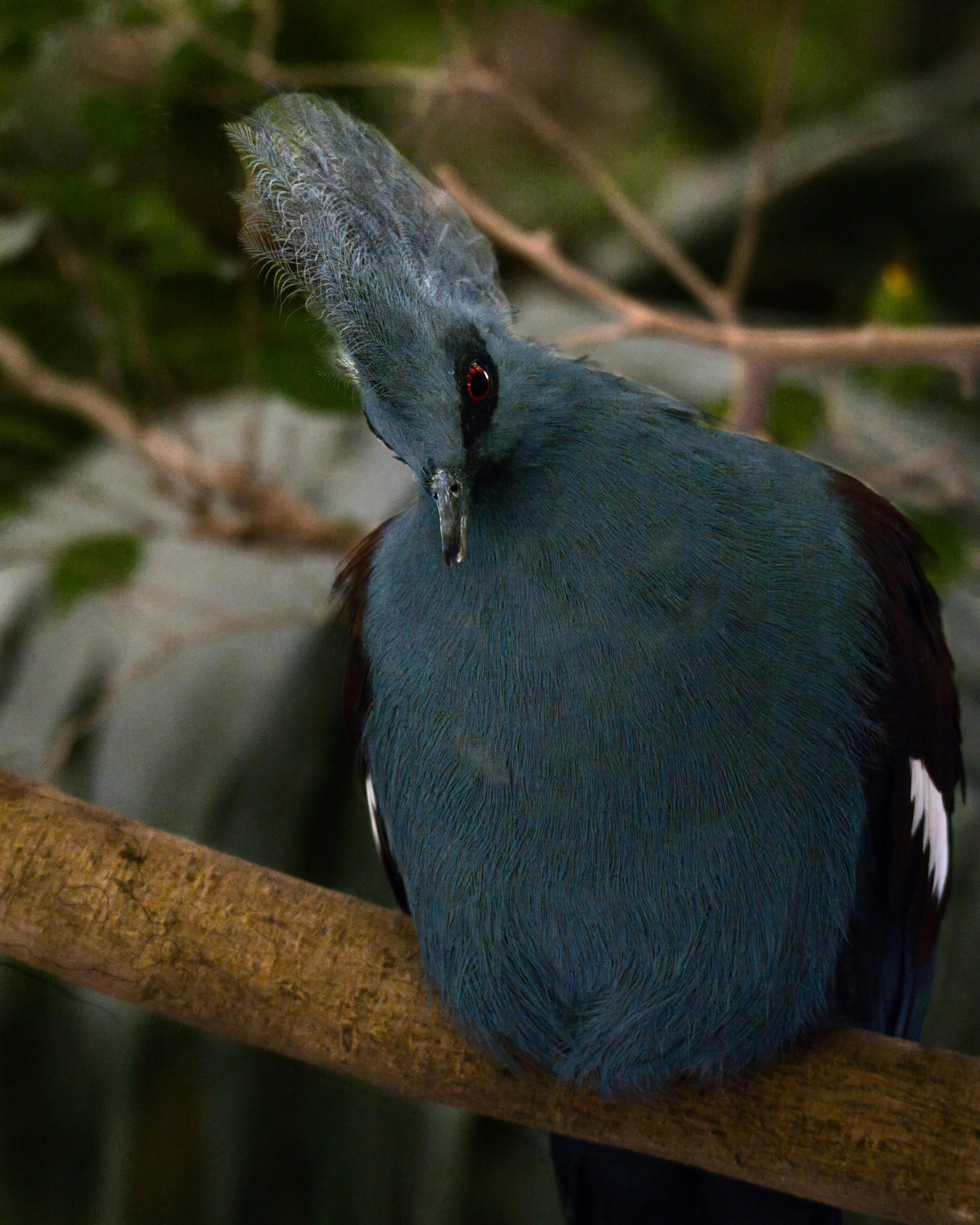 Whimsical Feathered Majesty