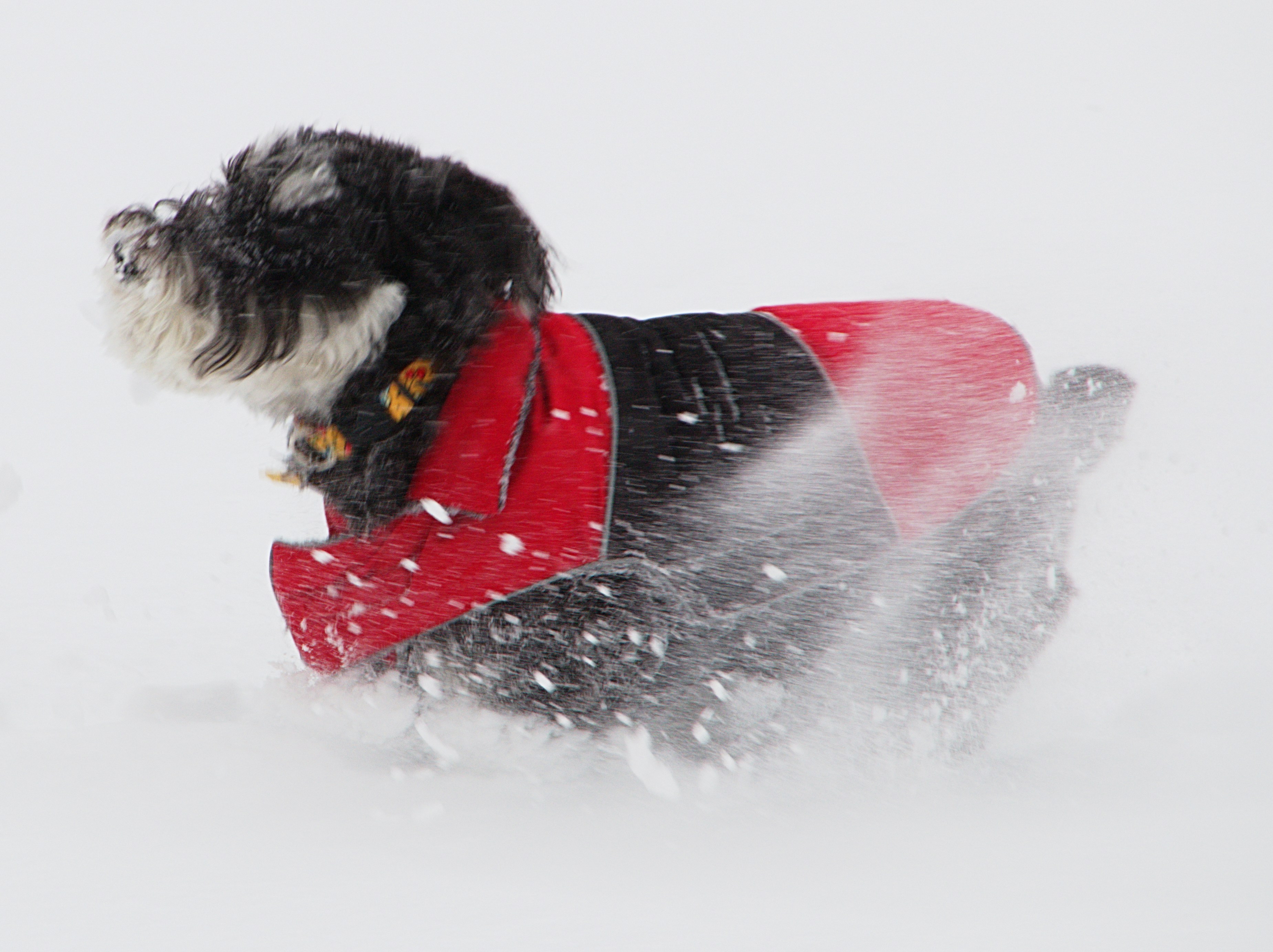 Everyone loves a snow day… even Hugo! | A dog in a red coat plays in the snow.