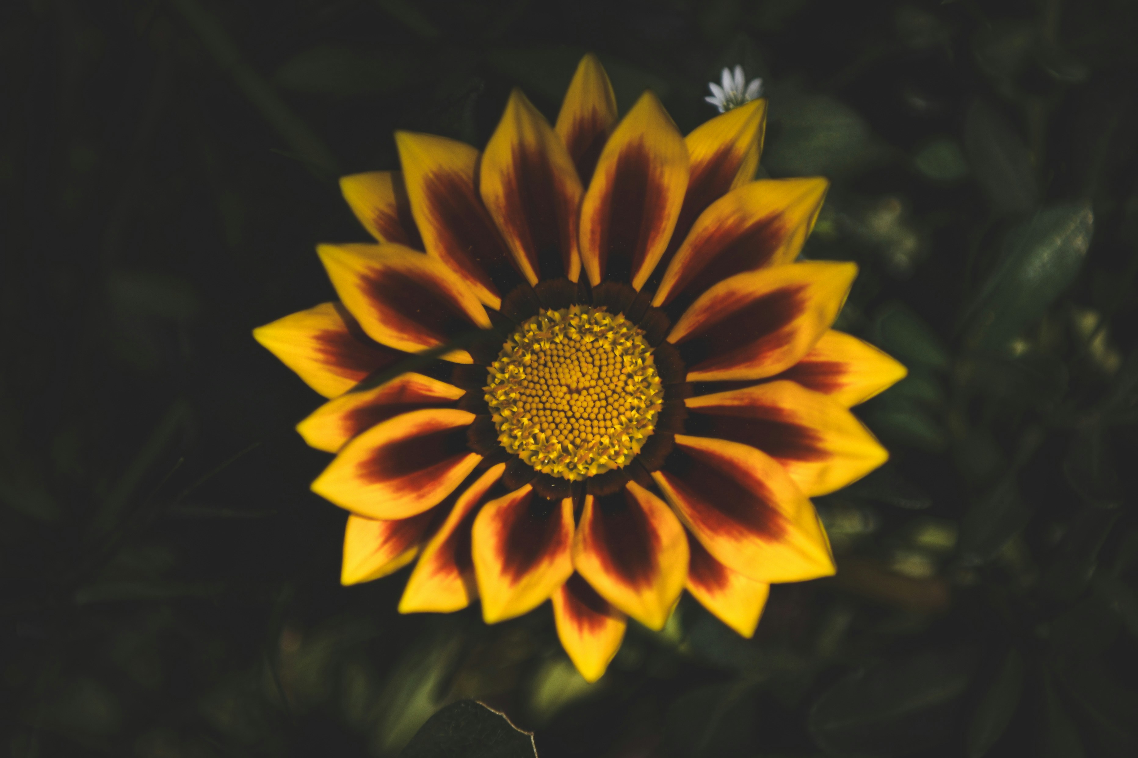 Vibrant sunflower blooms with striking yellow petals and deep red tips, surrounded by lush green foliage.