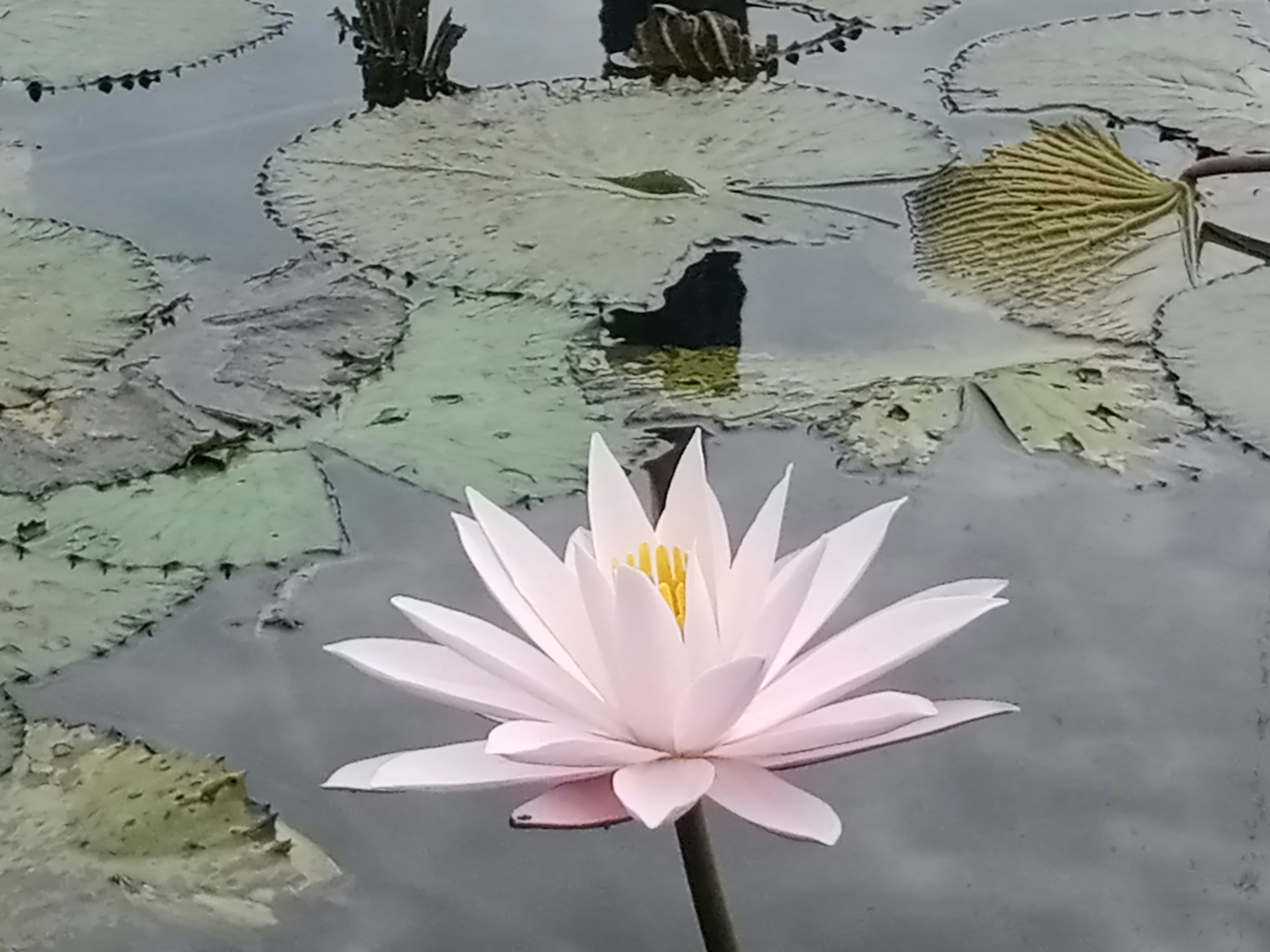 Blush Bloom on Quiet Waters: A Pink Water Lily Among Lily Pads