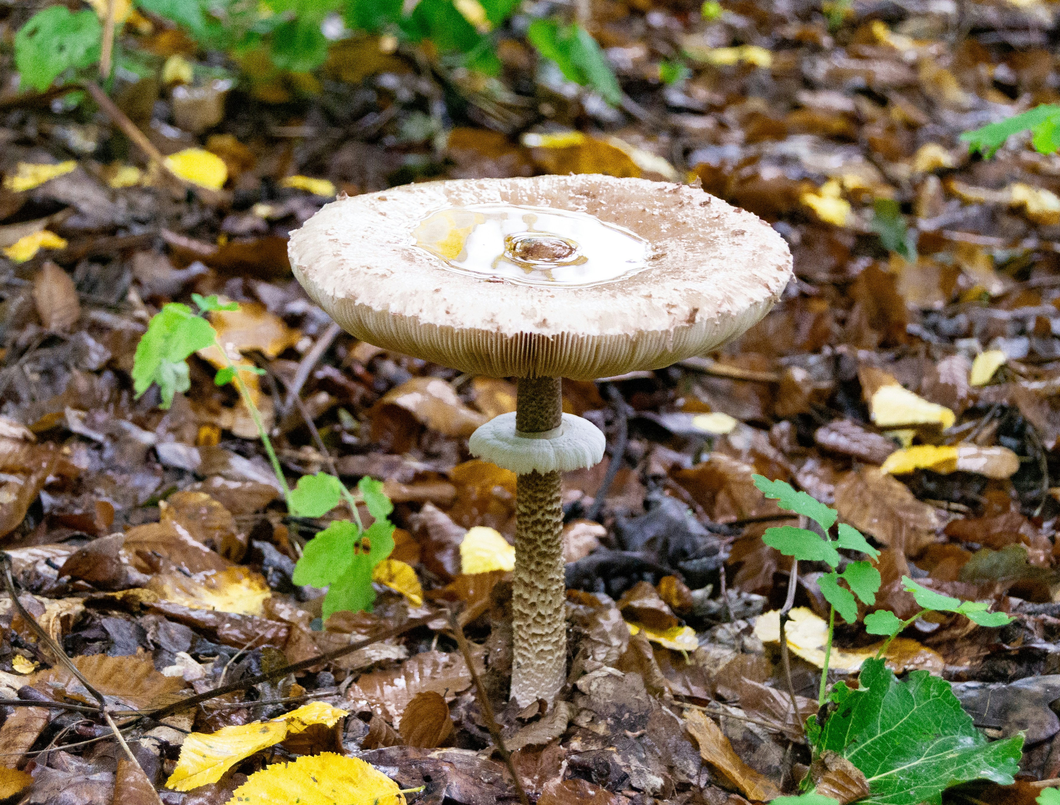 Photography to theme large beautiful poisonous mushroom in forest on leaves background, photo consisting of natural poisonous mushroom to forest outdoors, poisonous mushroom at big forest close up | A mushroom stands among forest leaves.