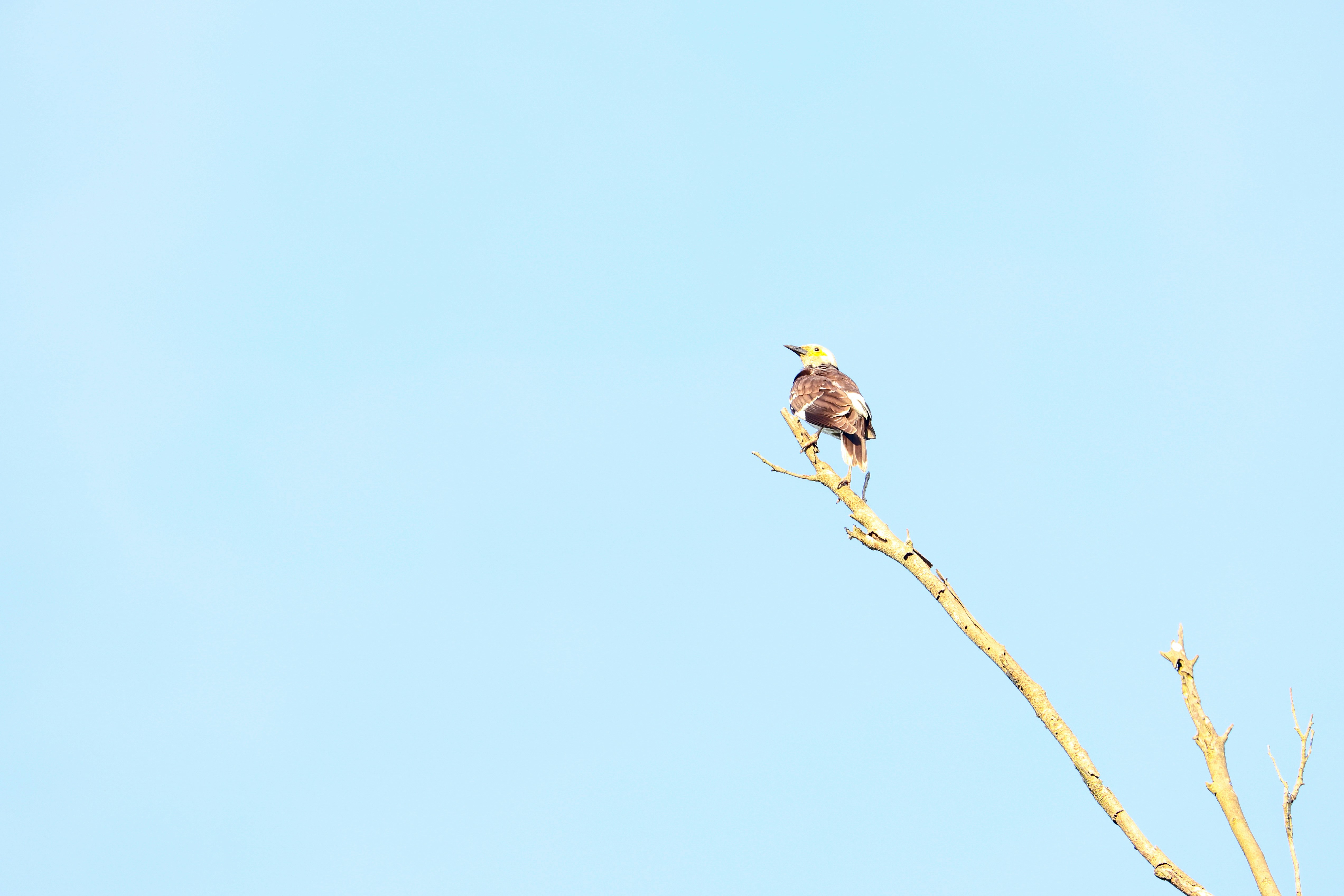 An eagle is perched on a bare tree branch.