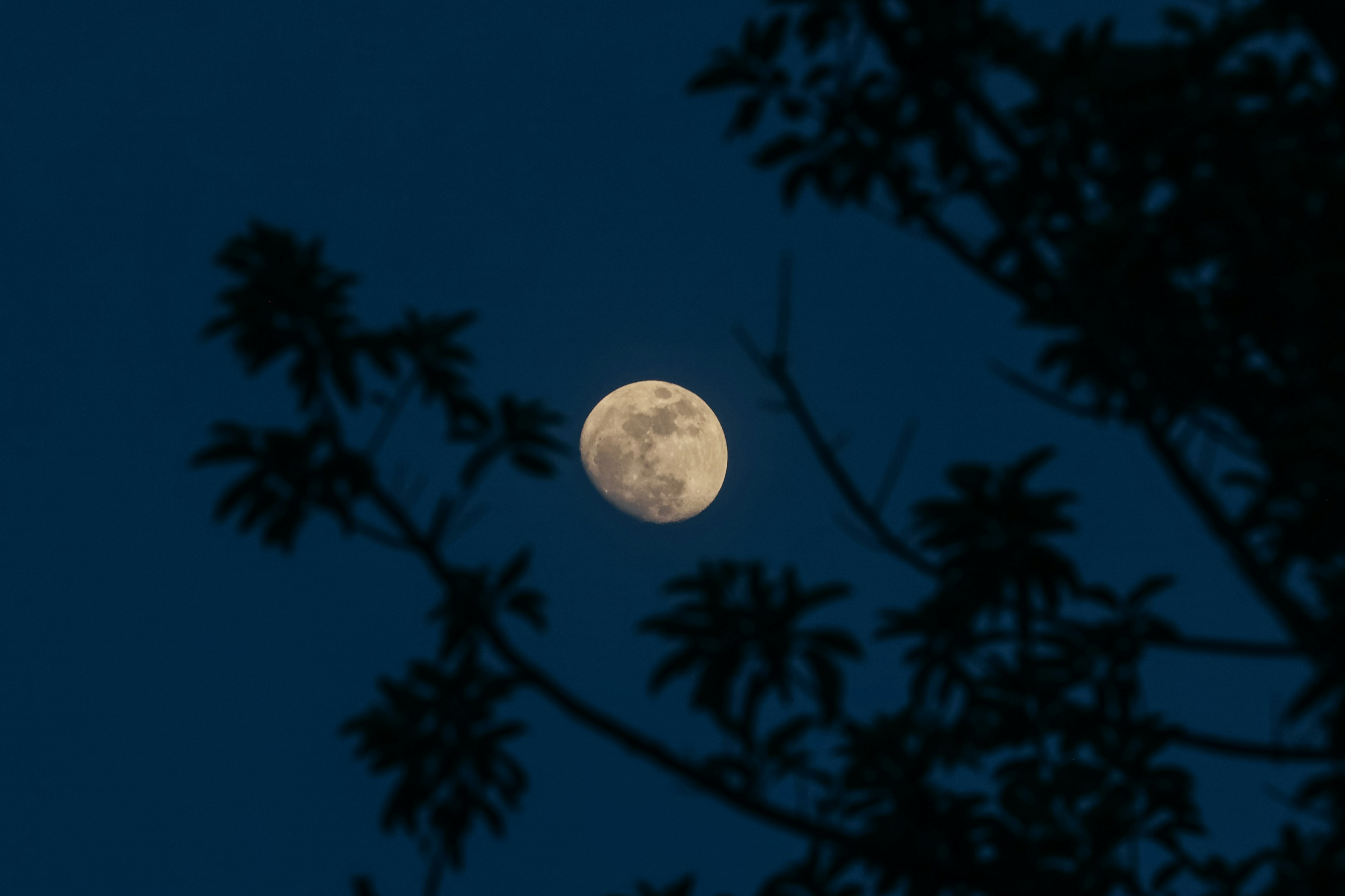 Full moon illuminated against a deep blue sky, partially framed by silhouetted tree branches.