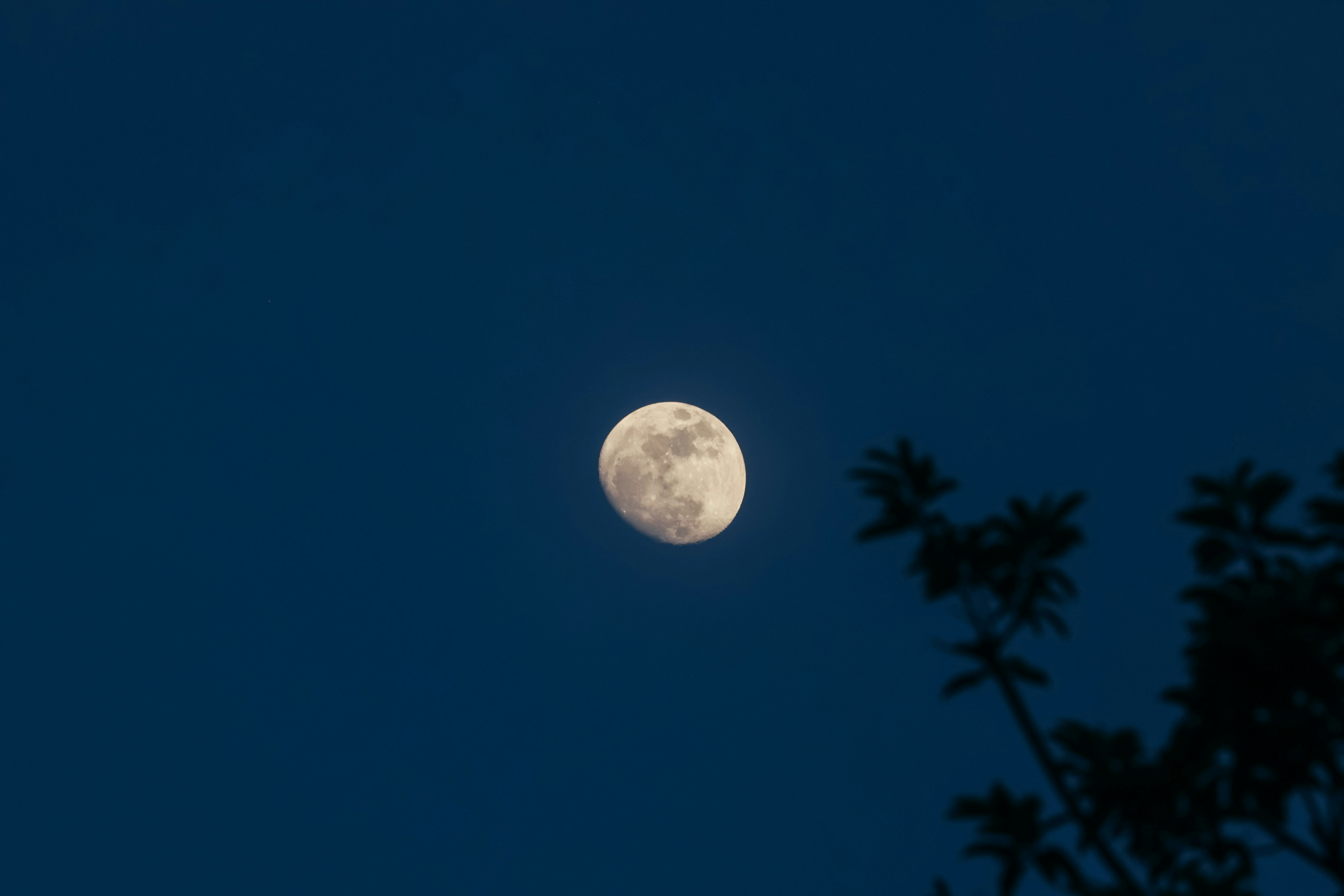 Full moon glowing against a deep blue sky, partially framed by silhouetted tree branches.