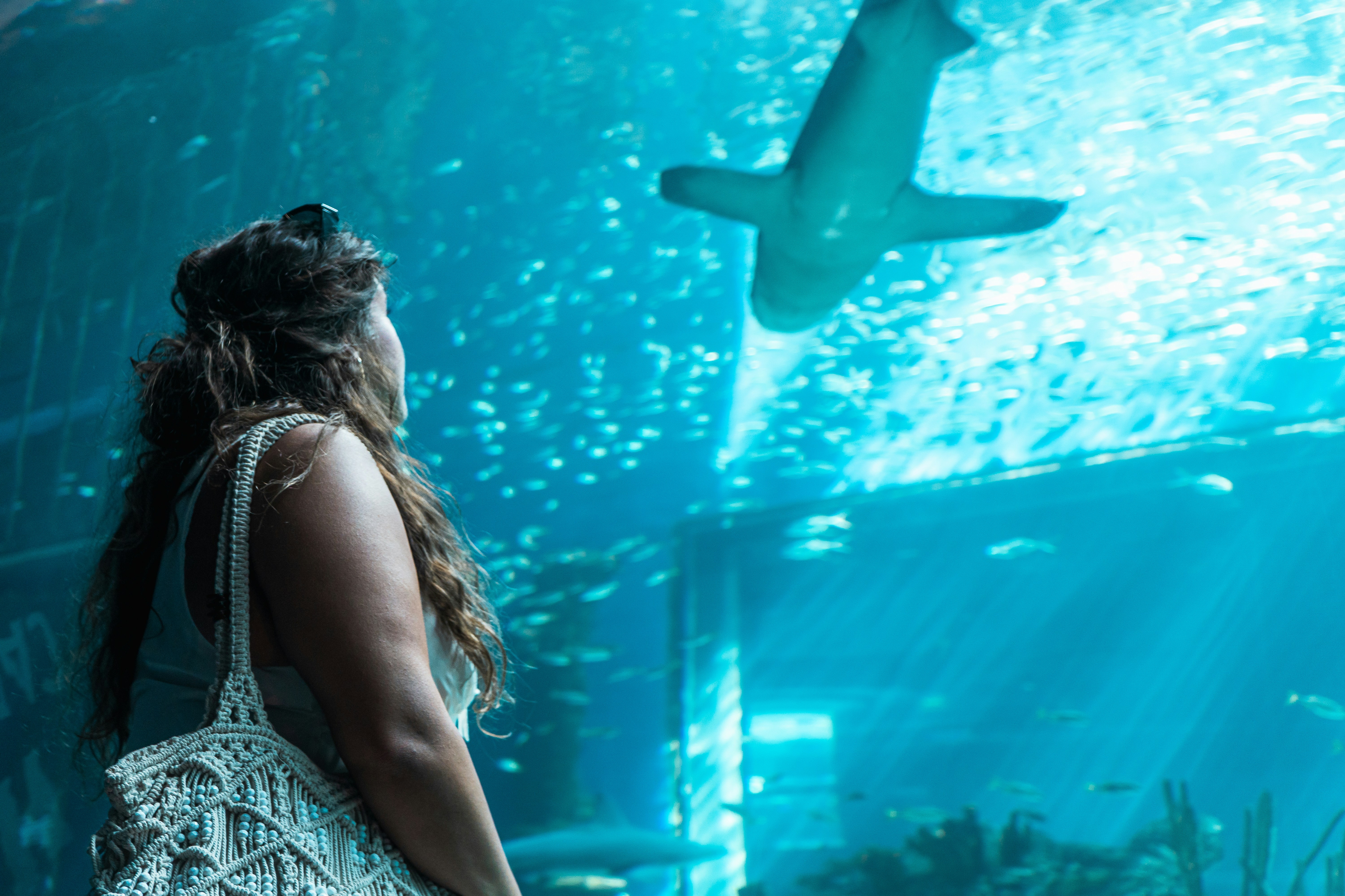 Aquarium, Underwater, MarineLife, Shark, Fish, Ocean, Water, Exhibit, Fascinated, Mesmerized, Exploration, Blue, Tank, Discovery, Animal, Wildlife, Education, Immersive, View, Wonder | Woman admires a shark swimming in an aquarium.