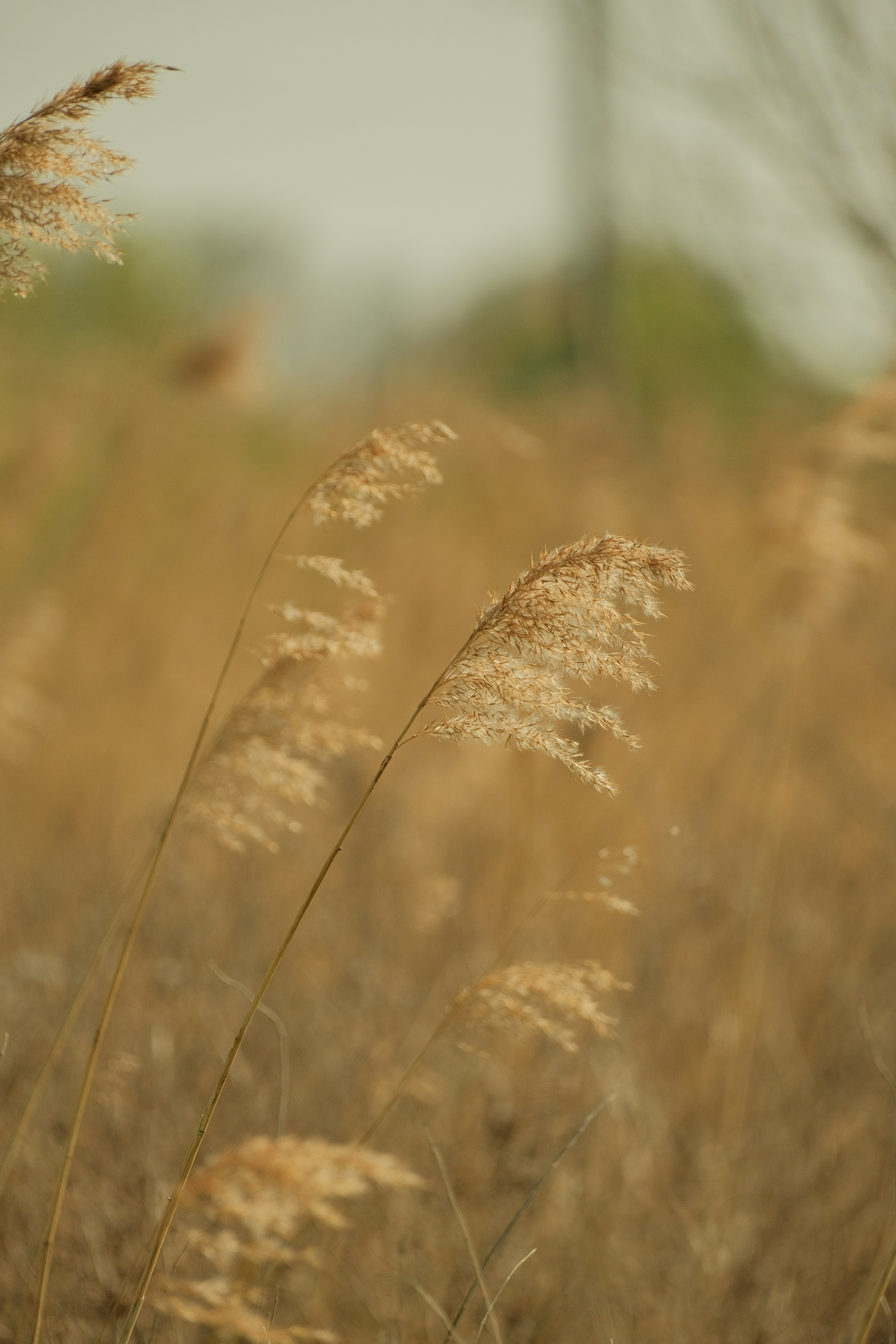Golden grasses sway gently in the breeze, capturing the essence of a tranquil autumn landscape.