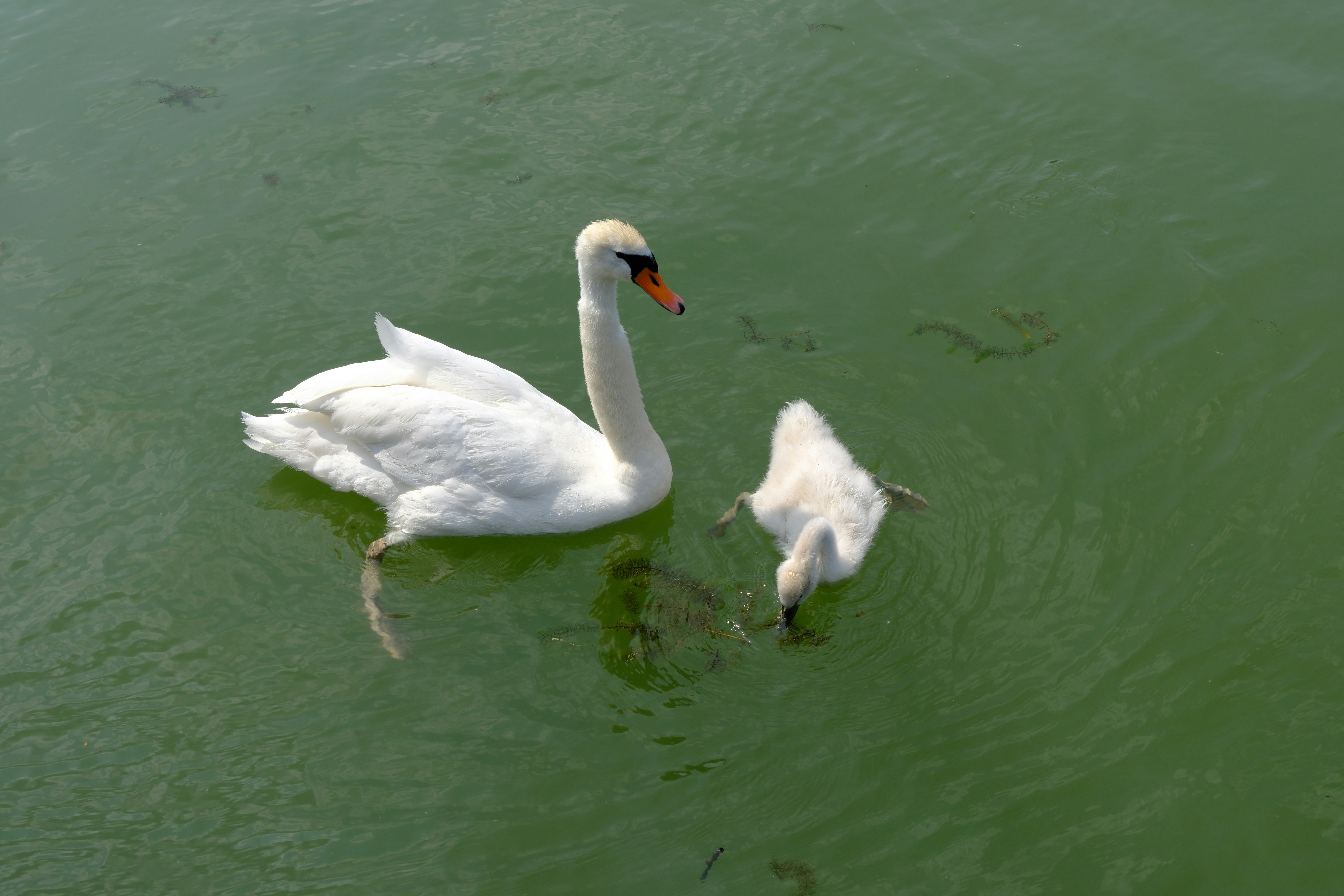 a swan and its child are moving around in the canal, the child is eating some algae