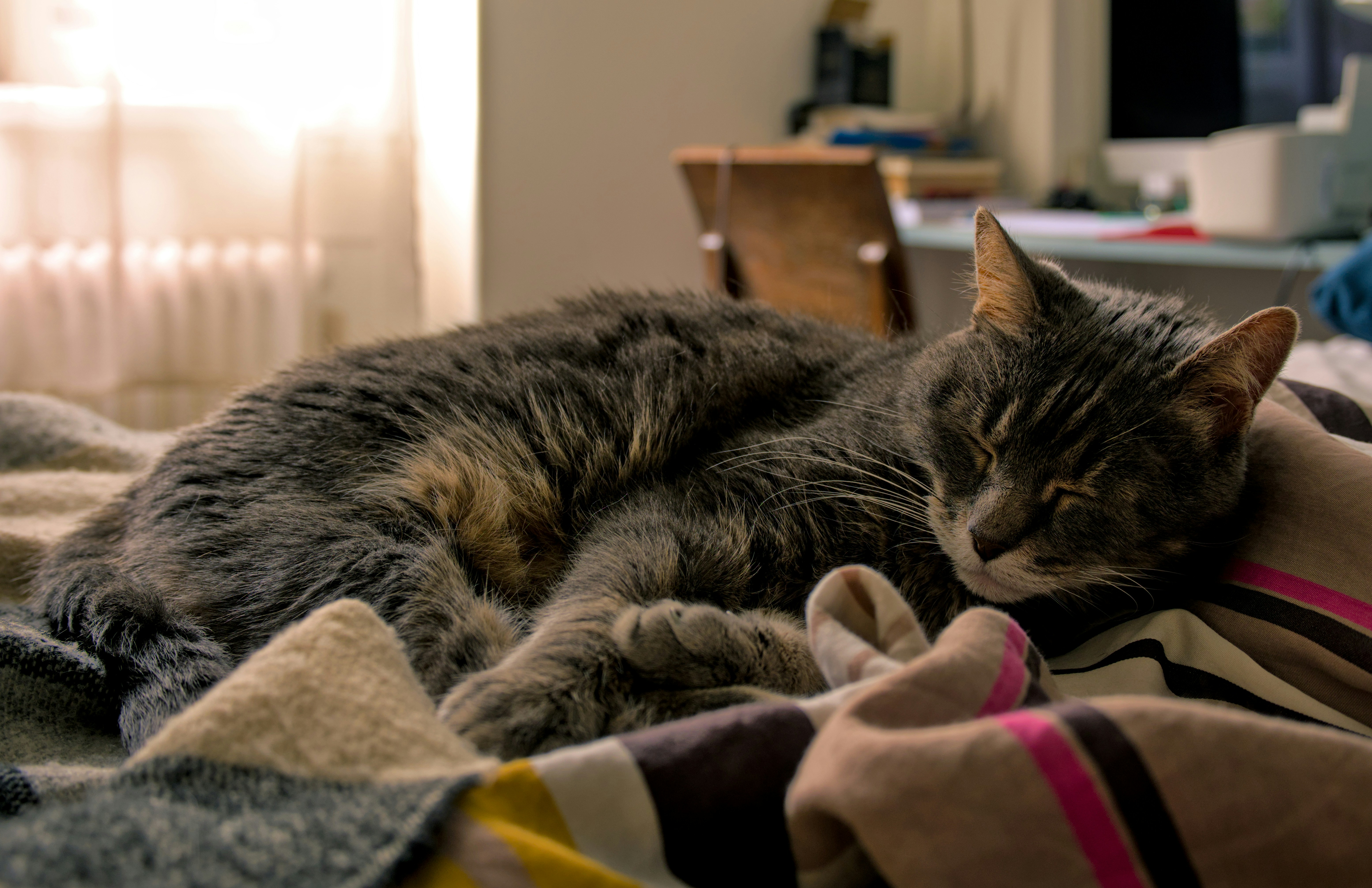 Quiet Slumber on a Patchwork Quilt: A Gray Cat's Afternoon Nap