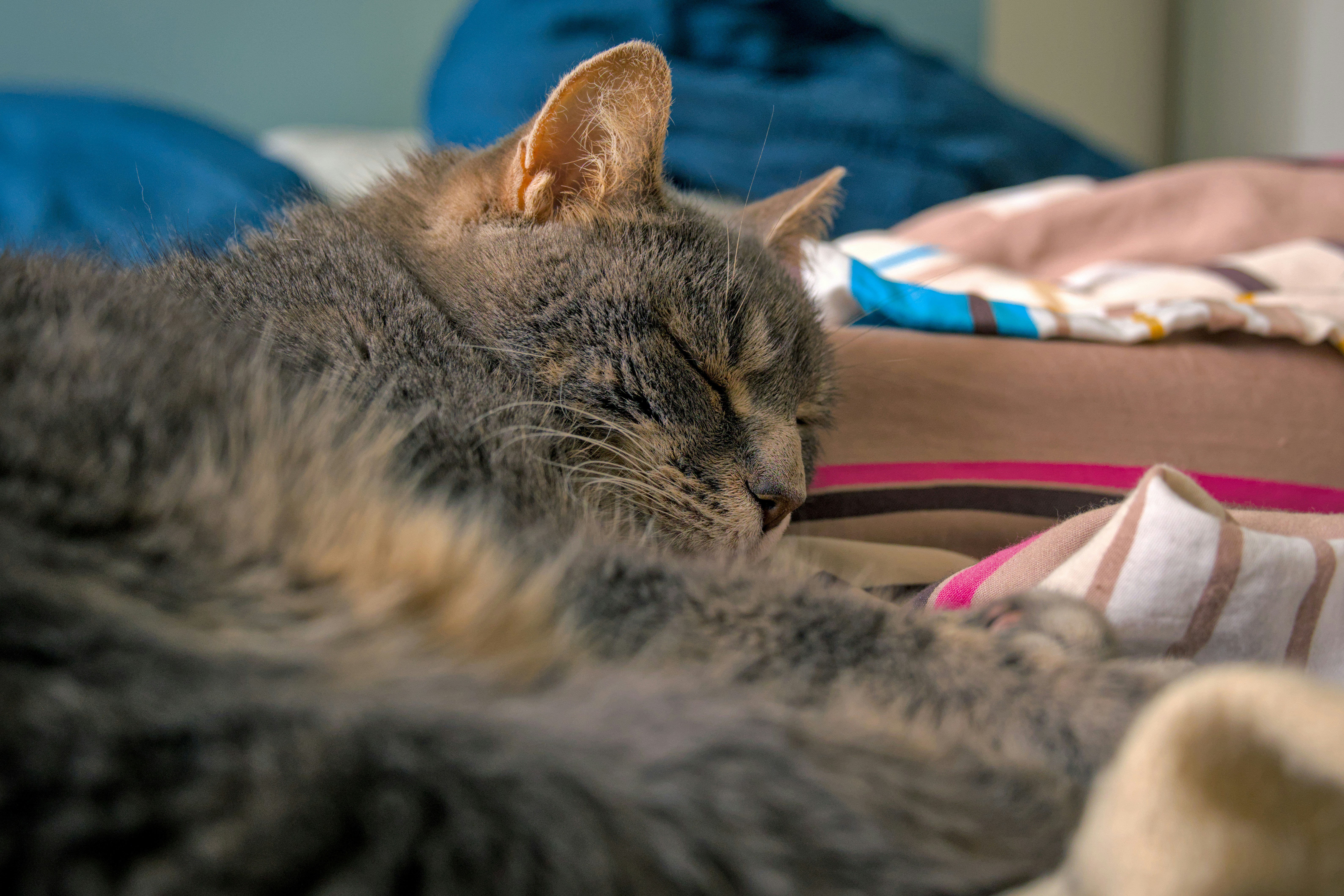 Serenity in Slumber: A Feline Retreat