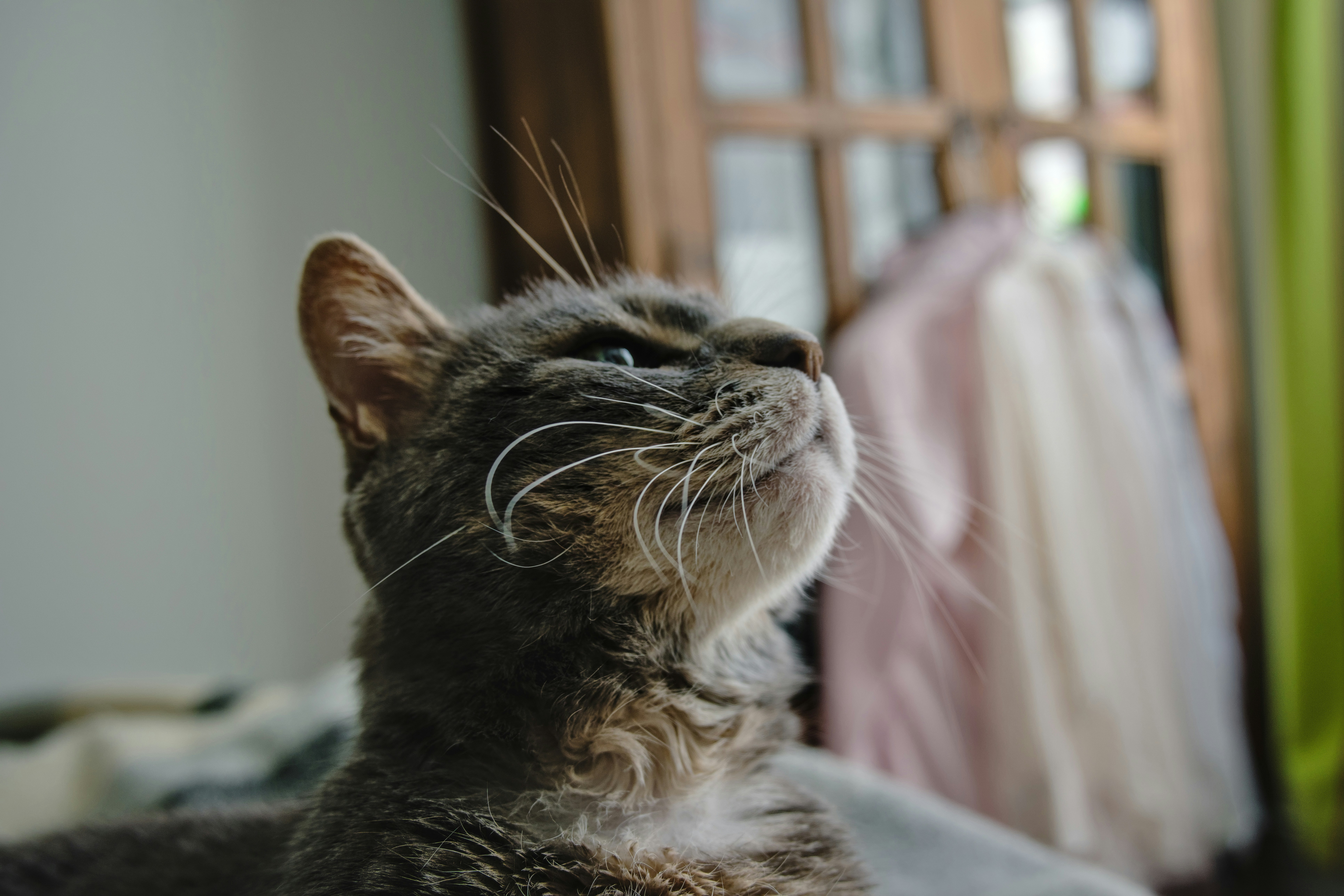 profile photo of a tabby cat looking up, with clear green eyes and | A cat looks upward intently.