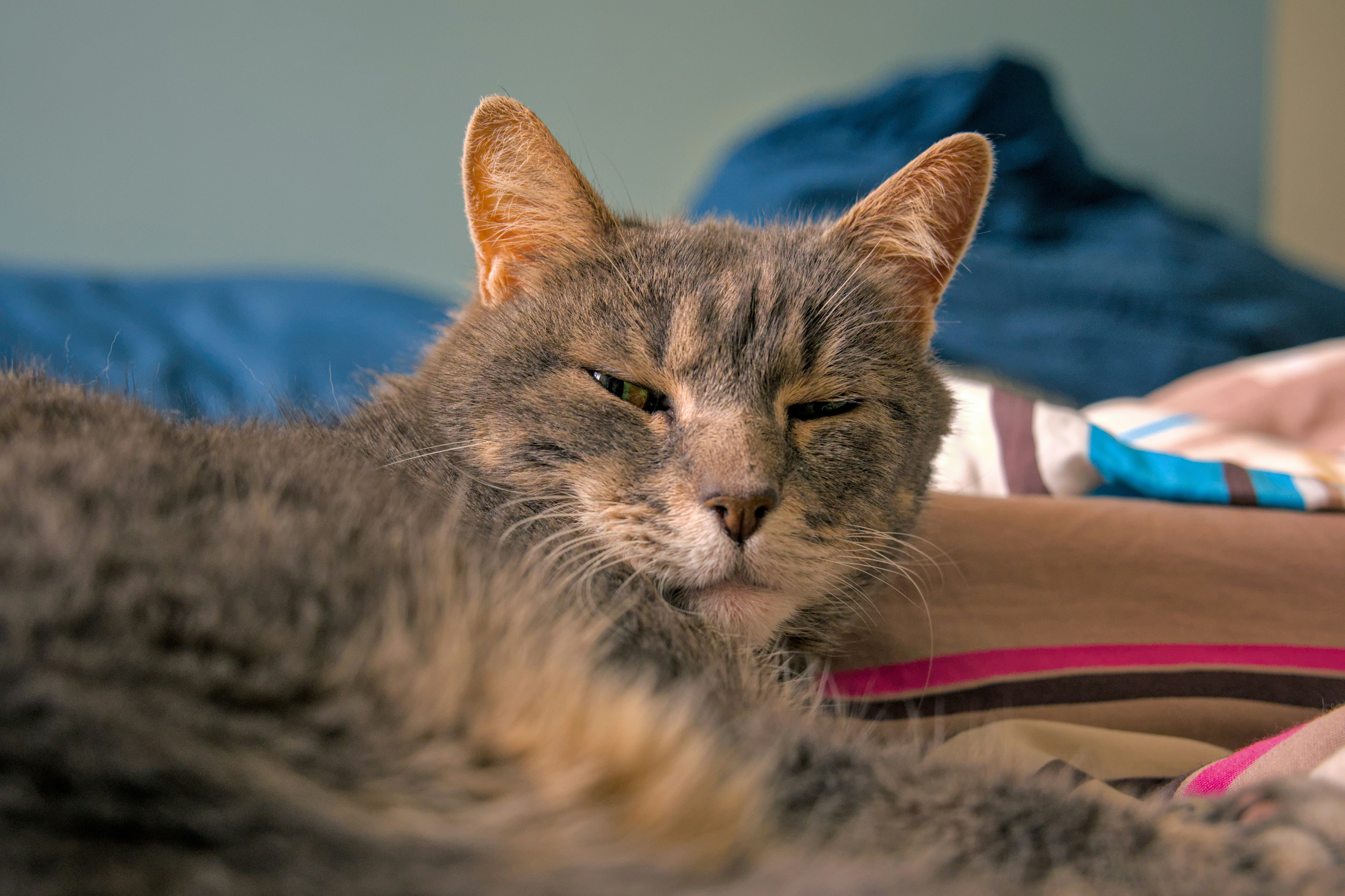 Contented Gray Tabby Dozing on a Multicolored Bedspread