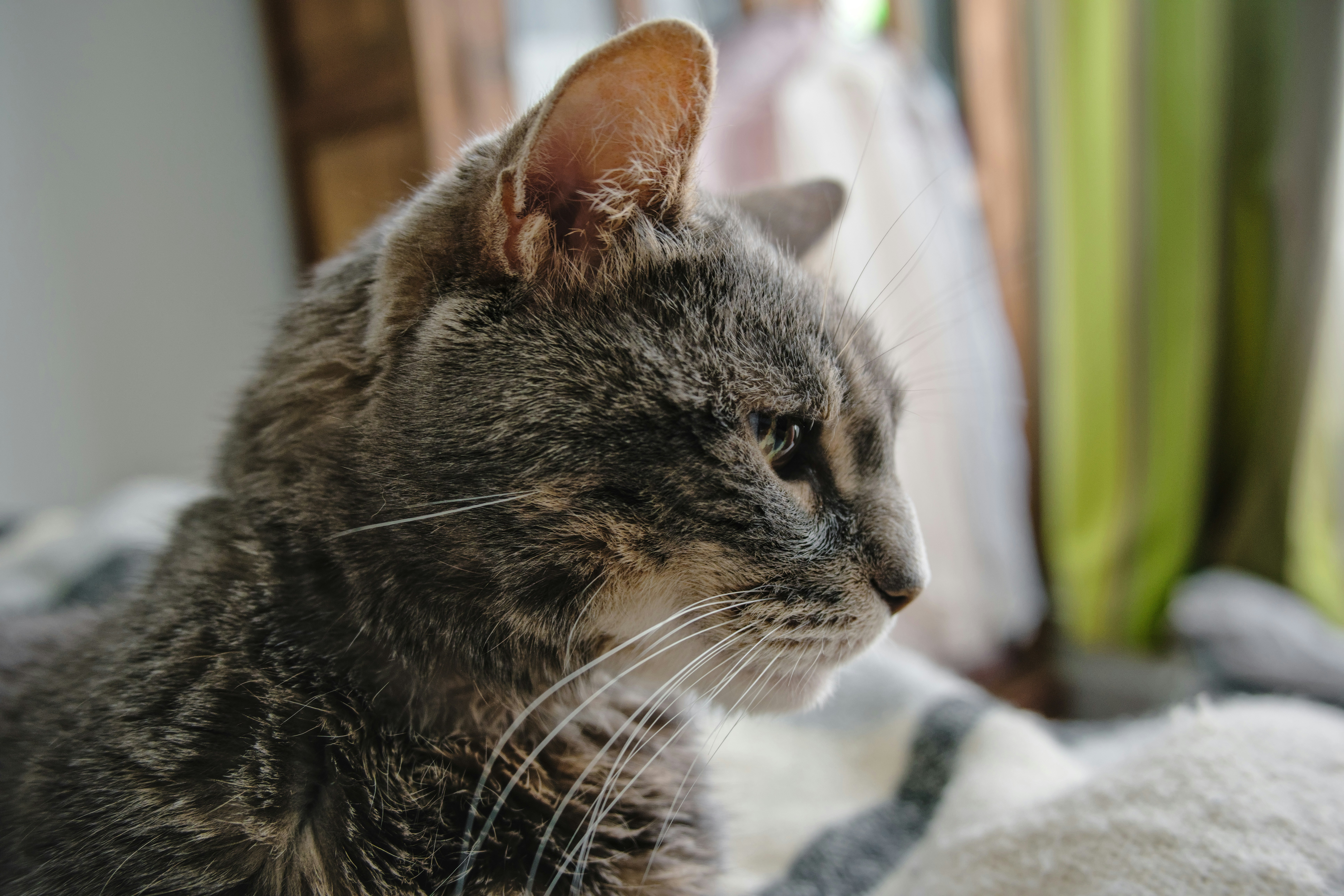 Whiskered Focus: Indoor Portrait of a Contemplative Cat in Soft Light