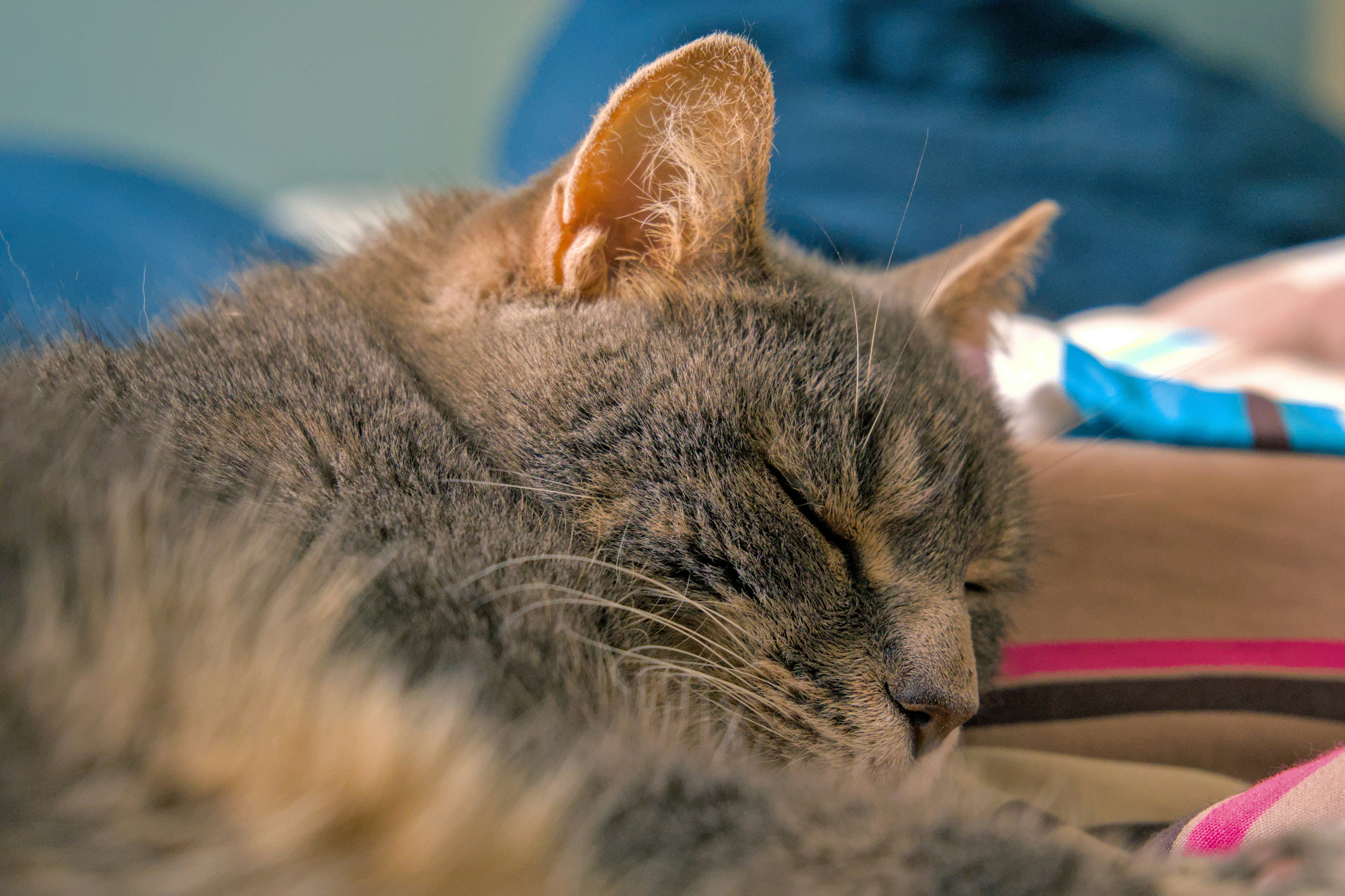 Amber Nap: a close-up of a tabby cat at rest in warm bedroom light