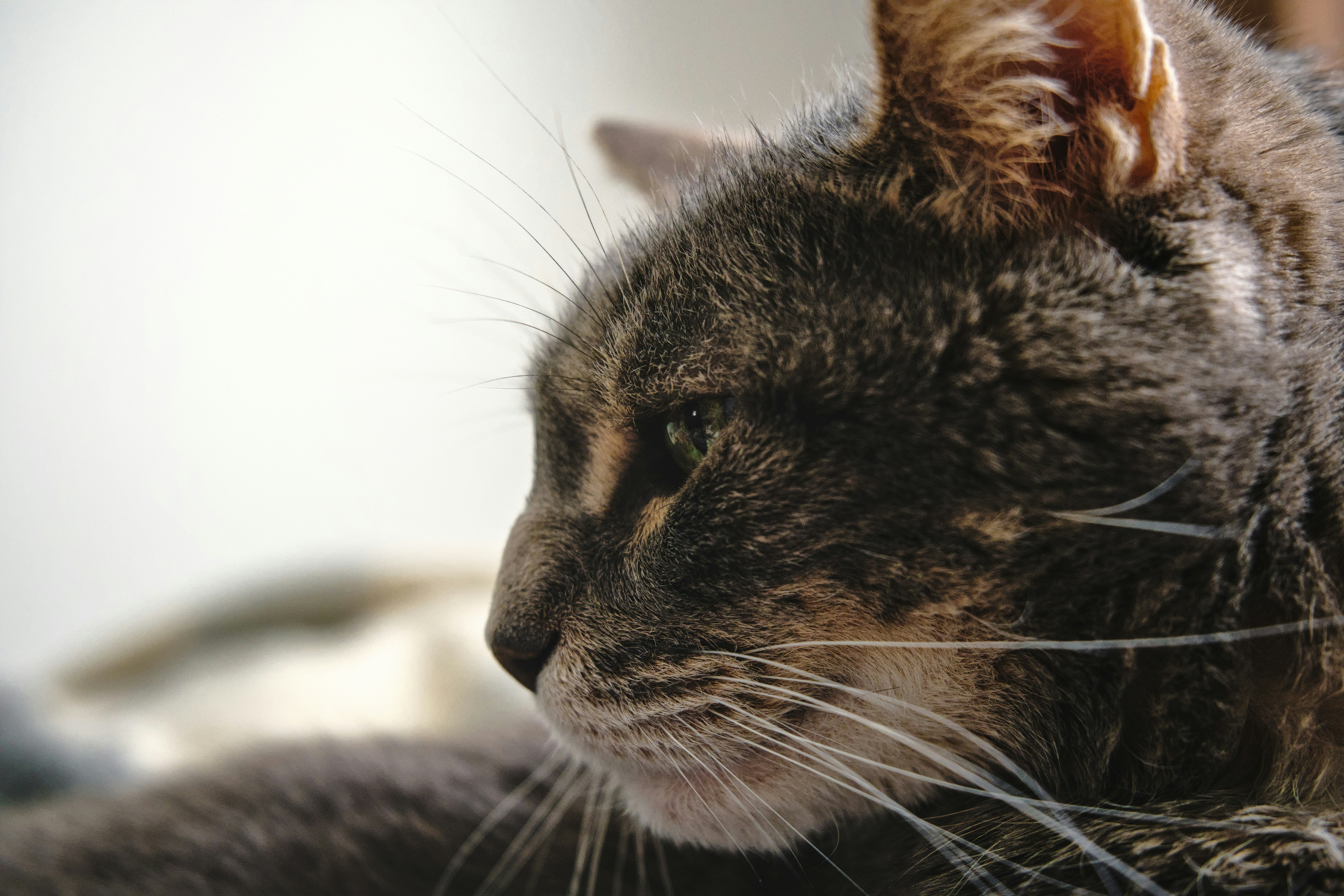 Close-Up of a Contemplative Cat: Whiskers in Soft Light