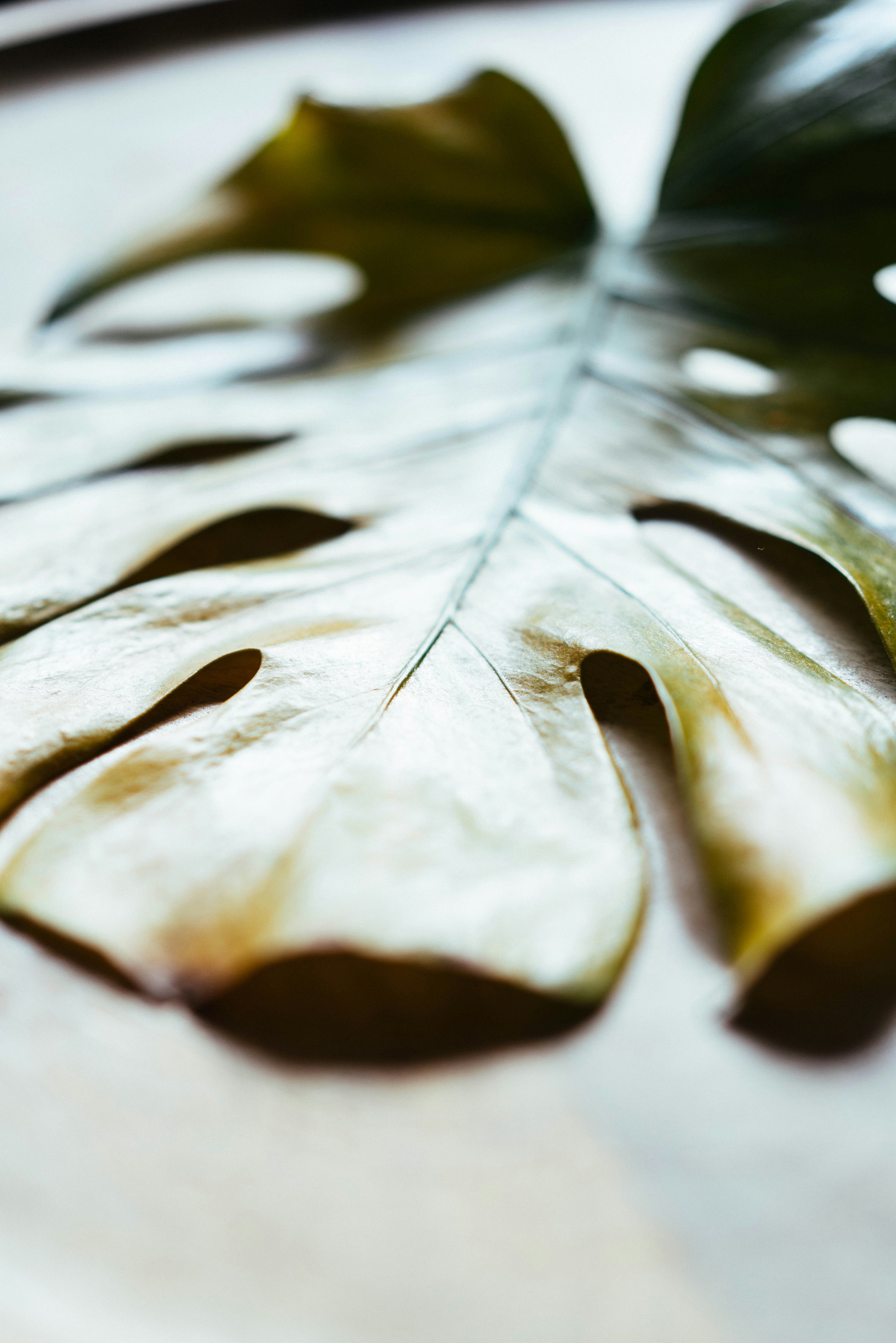 Nature's Intricate Palette: The Monstera Leaf