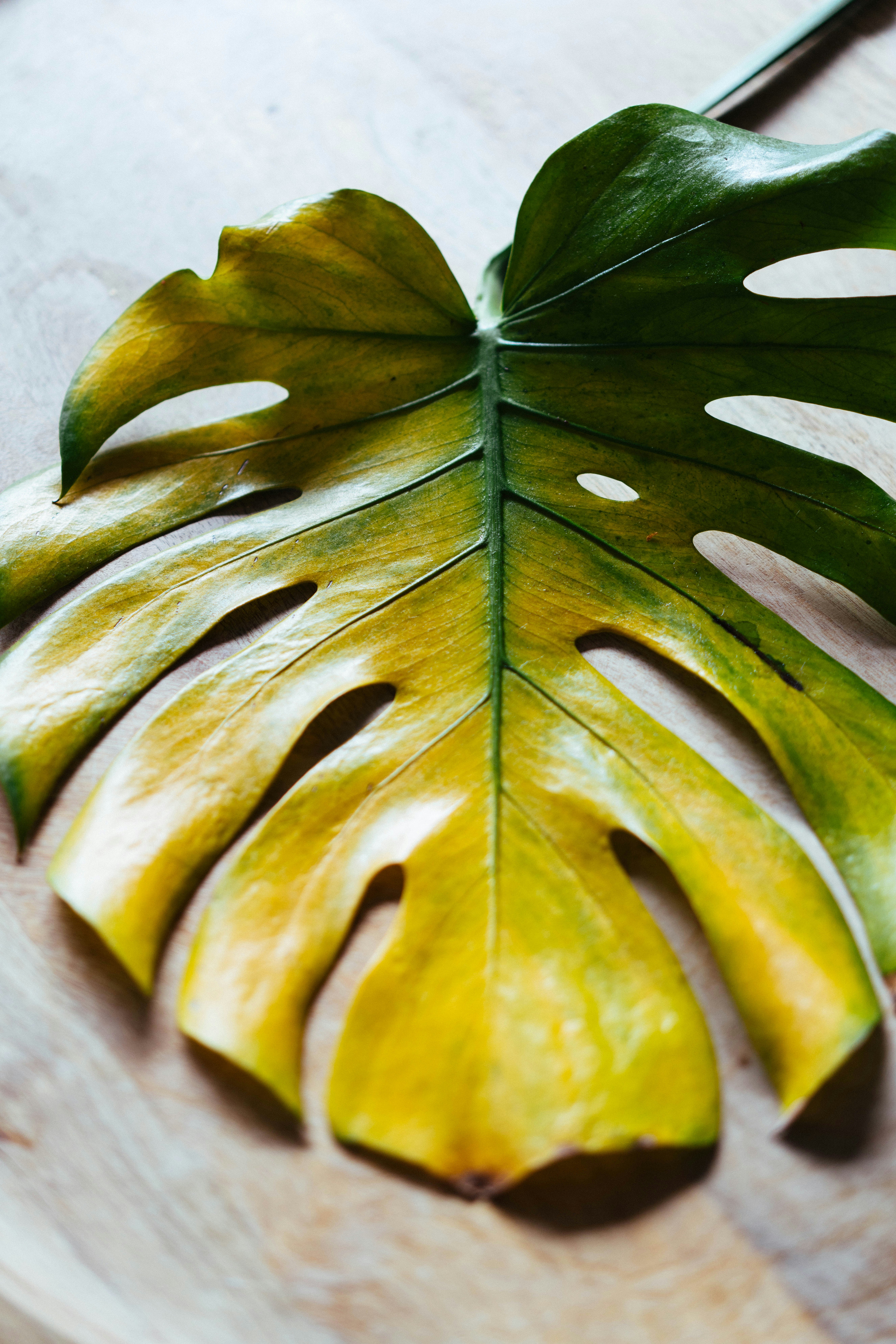 Frond in Focus: Bold Monstera Leaf on a Wooden Stage