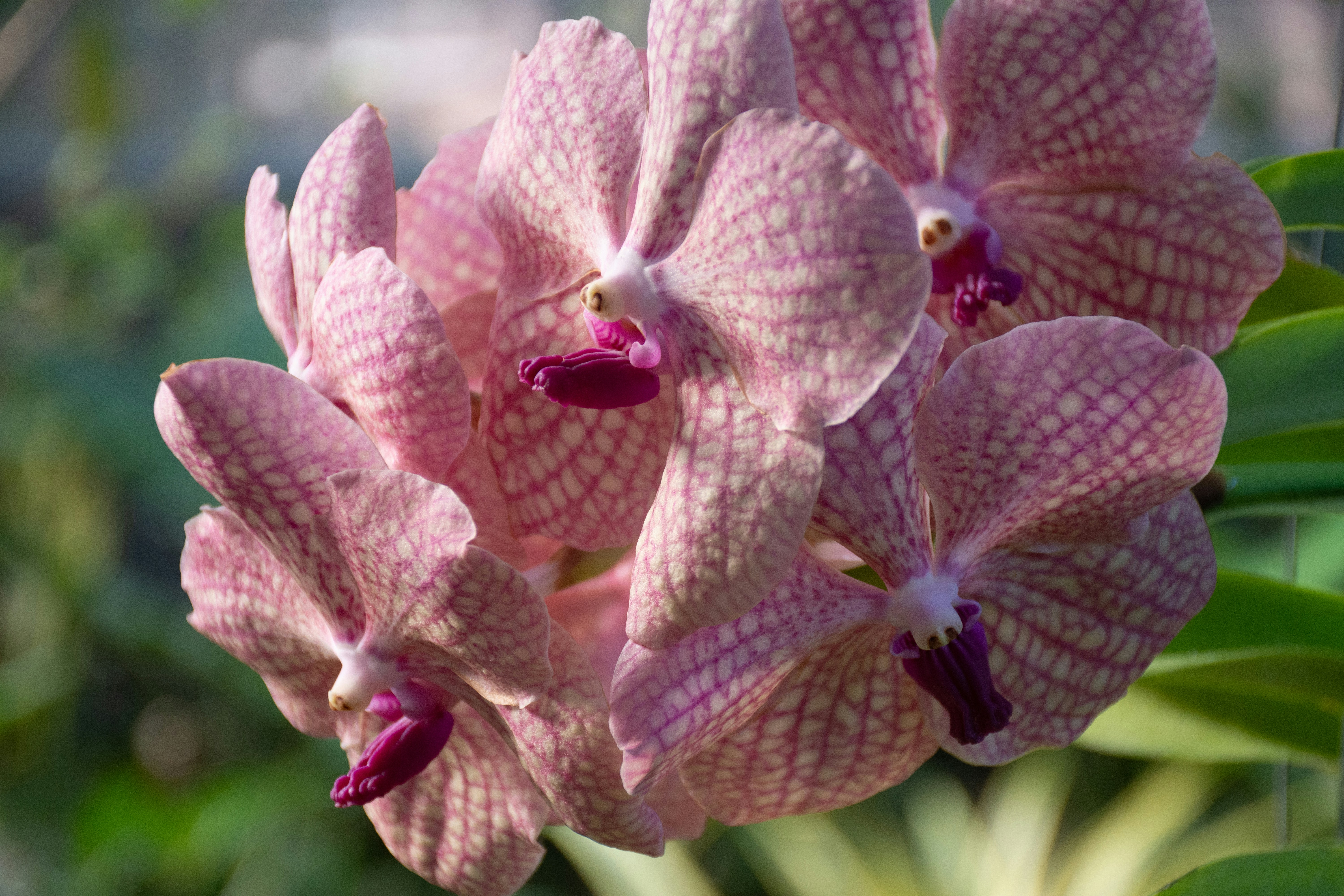 Delicate Harmony: The Orchid's Embrace