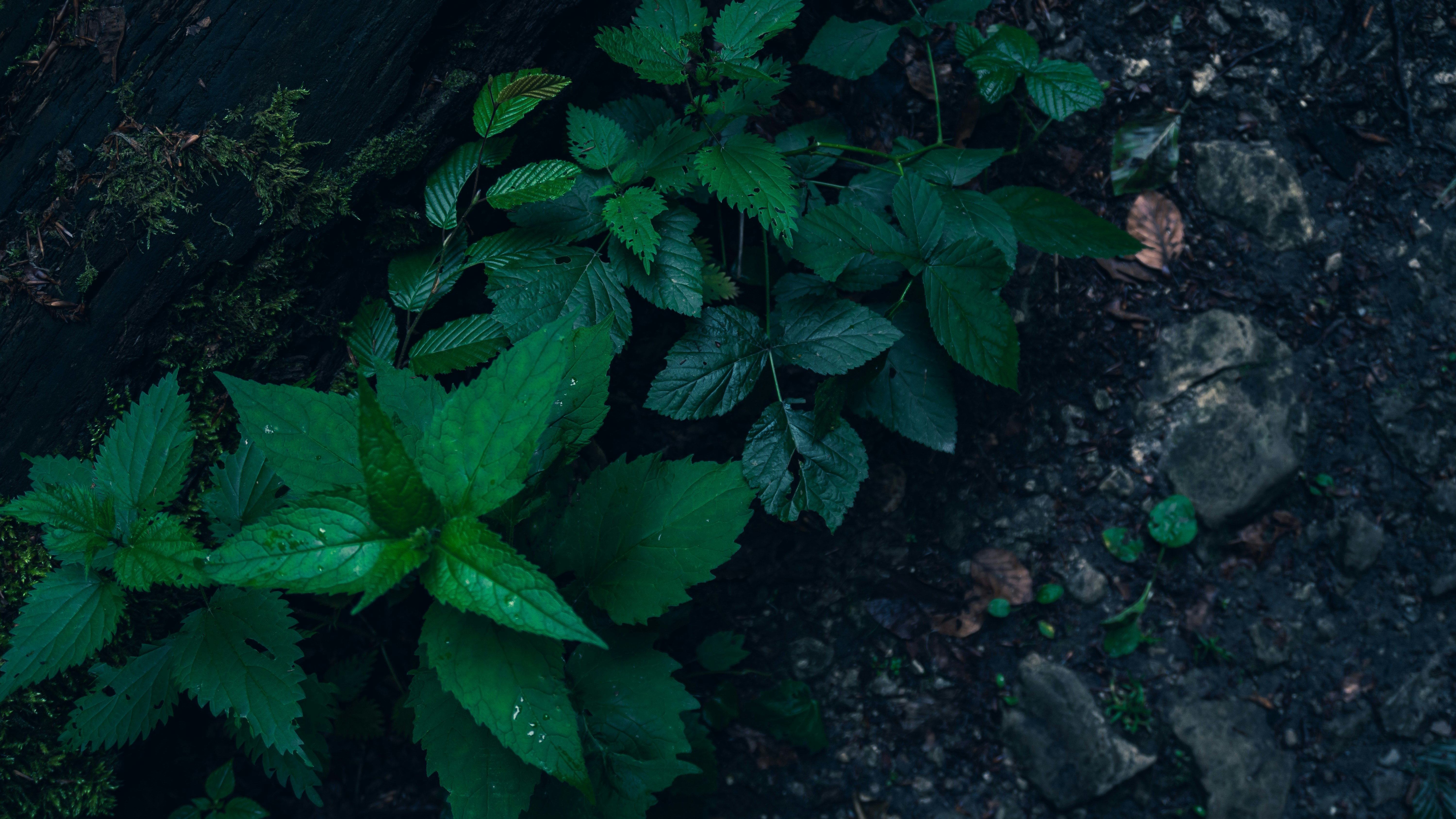 Lush green foliage intermingles with textured soil and stones, showcasing the beauty of a forest floor ecosystem.