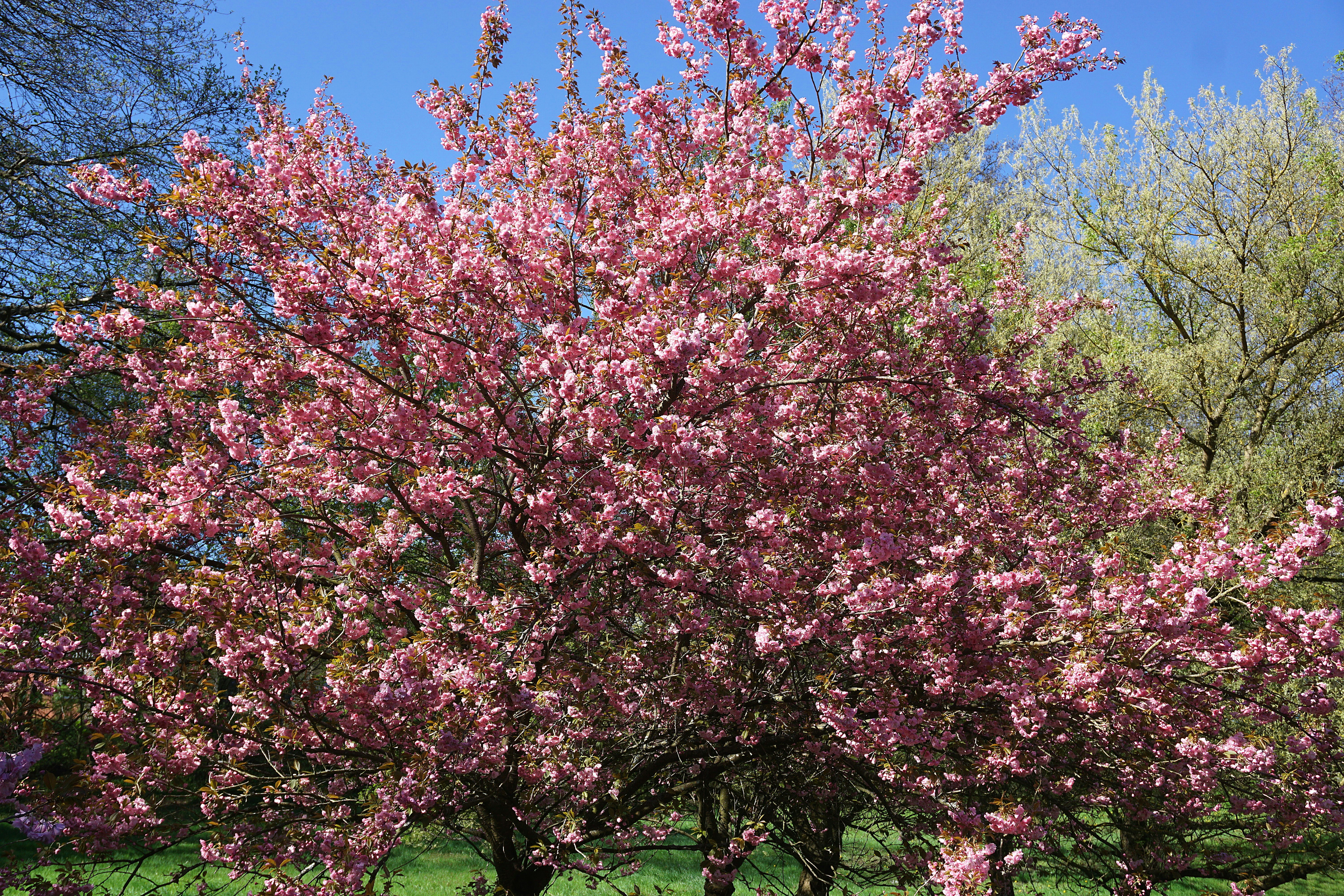 drzewo ozdobne, japońska wiśnia