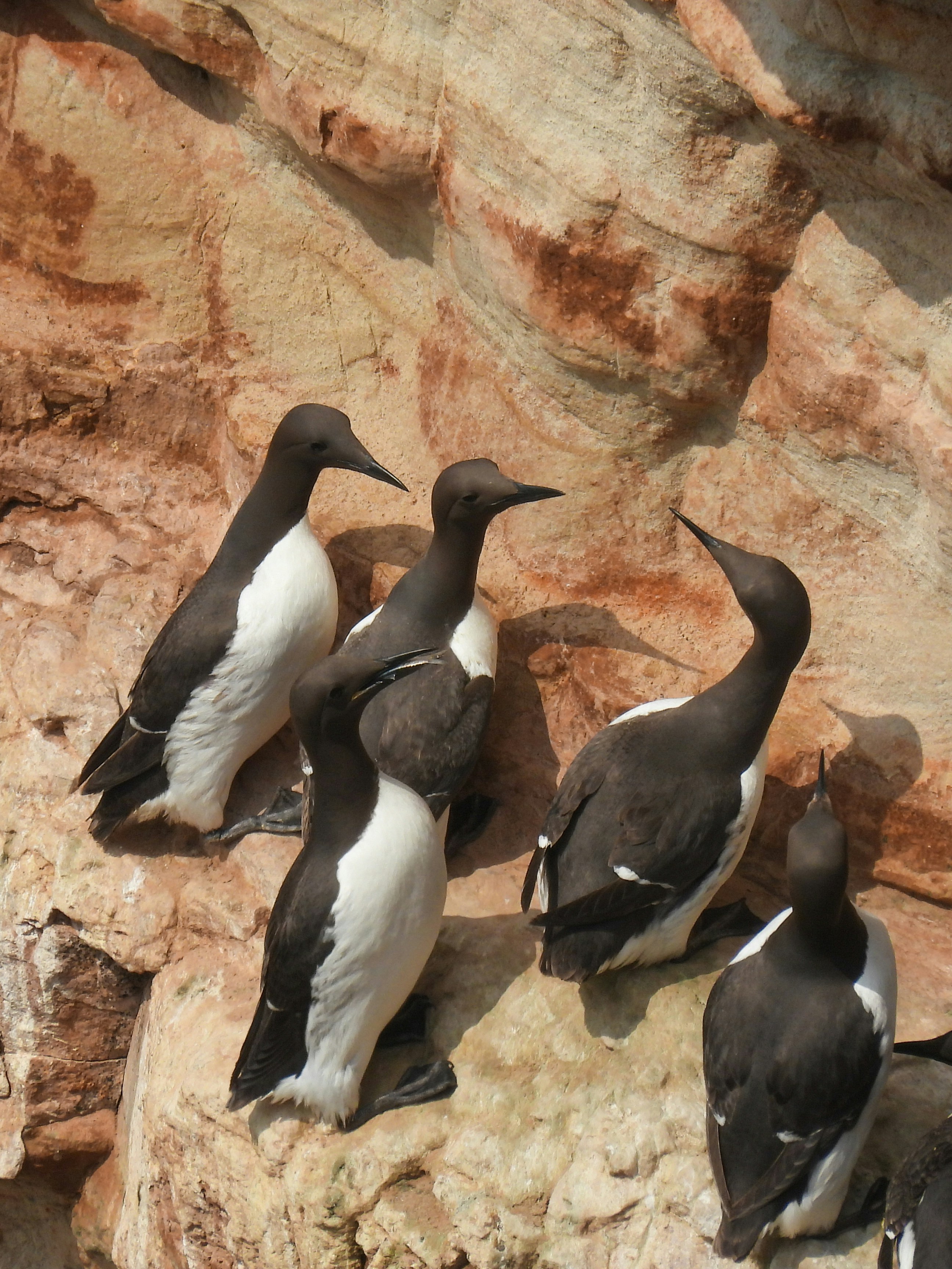Five guillemots perched on rocky cliffs, showcasing their striking black and white plumage against the textured backdrop. 
